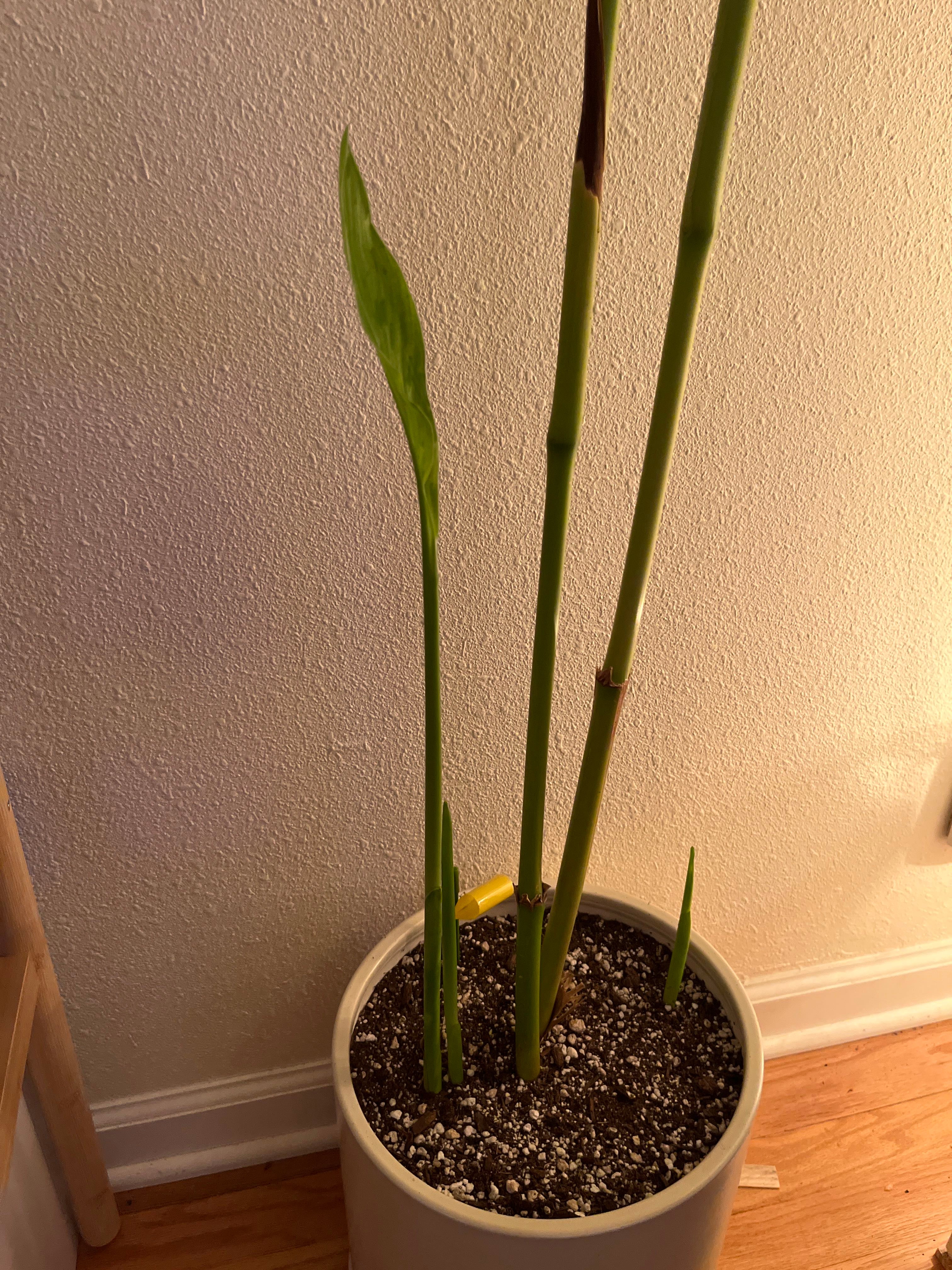 What is a Macaw Flower? Complete Guide 🦜