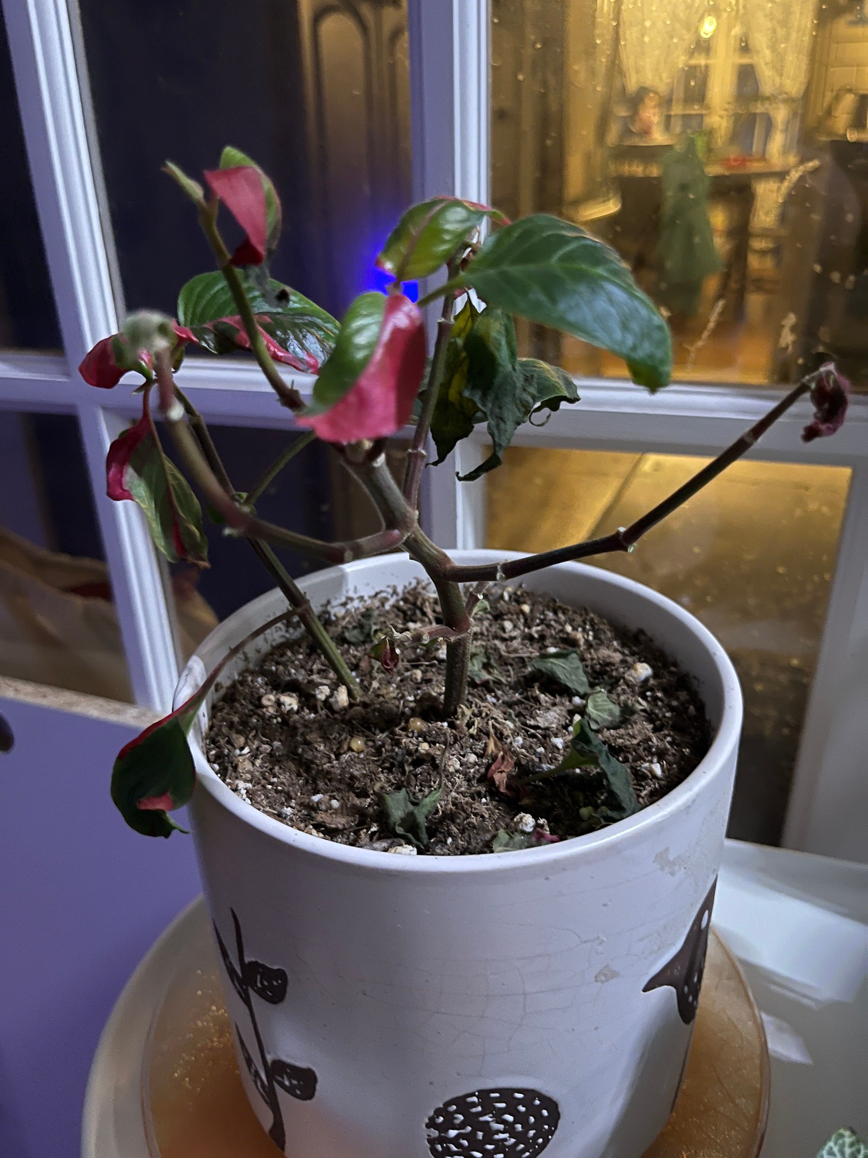 The Complete Red Threads Plant Care Guide: Water, Light & Beyond