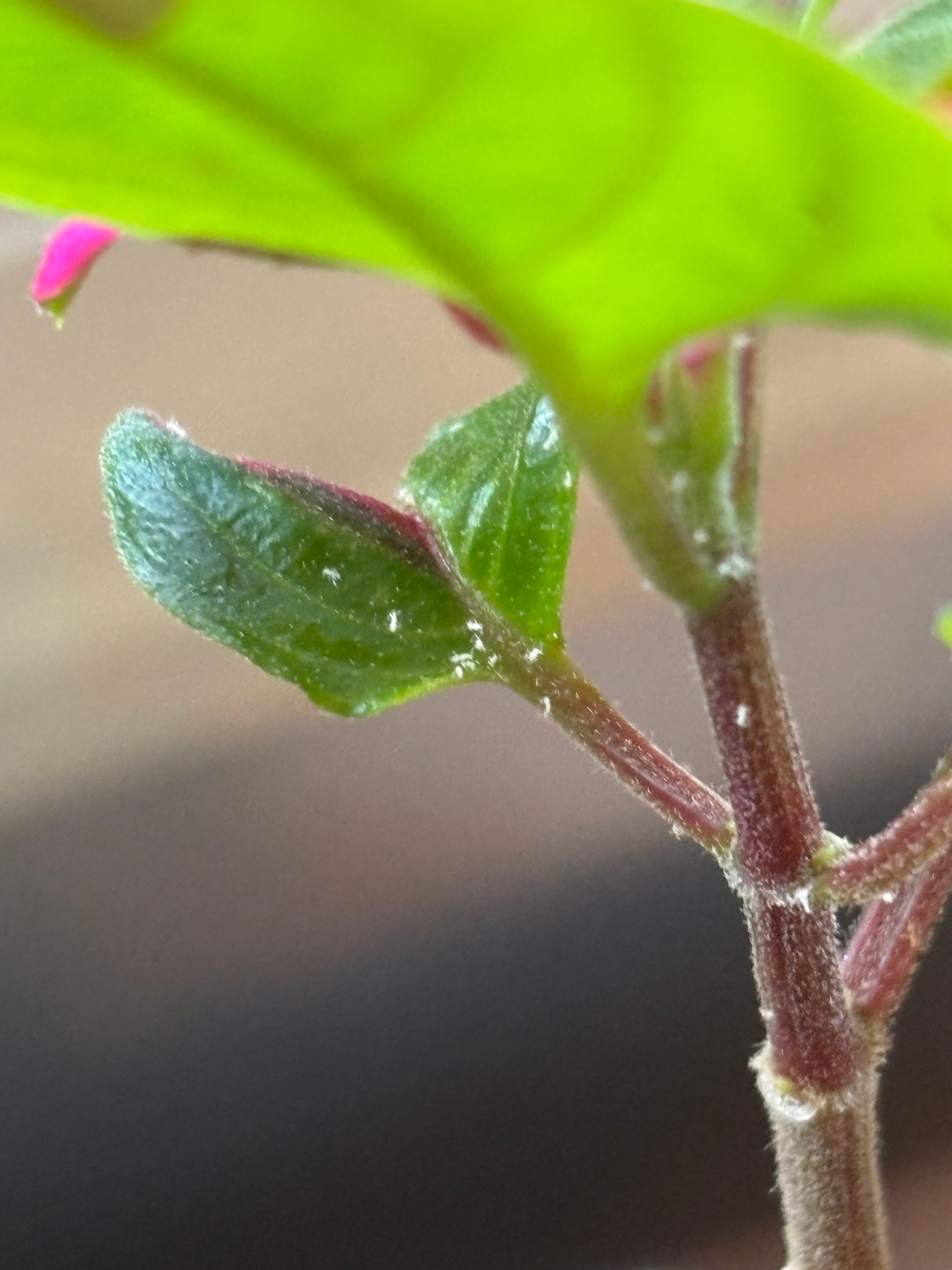 When and Where to Trim Your Purple Knight ️