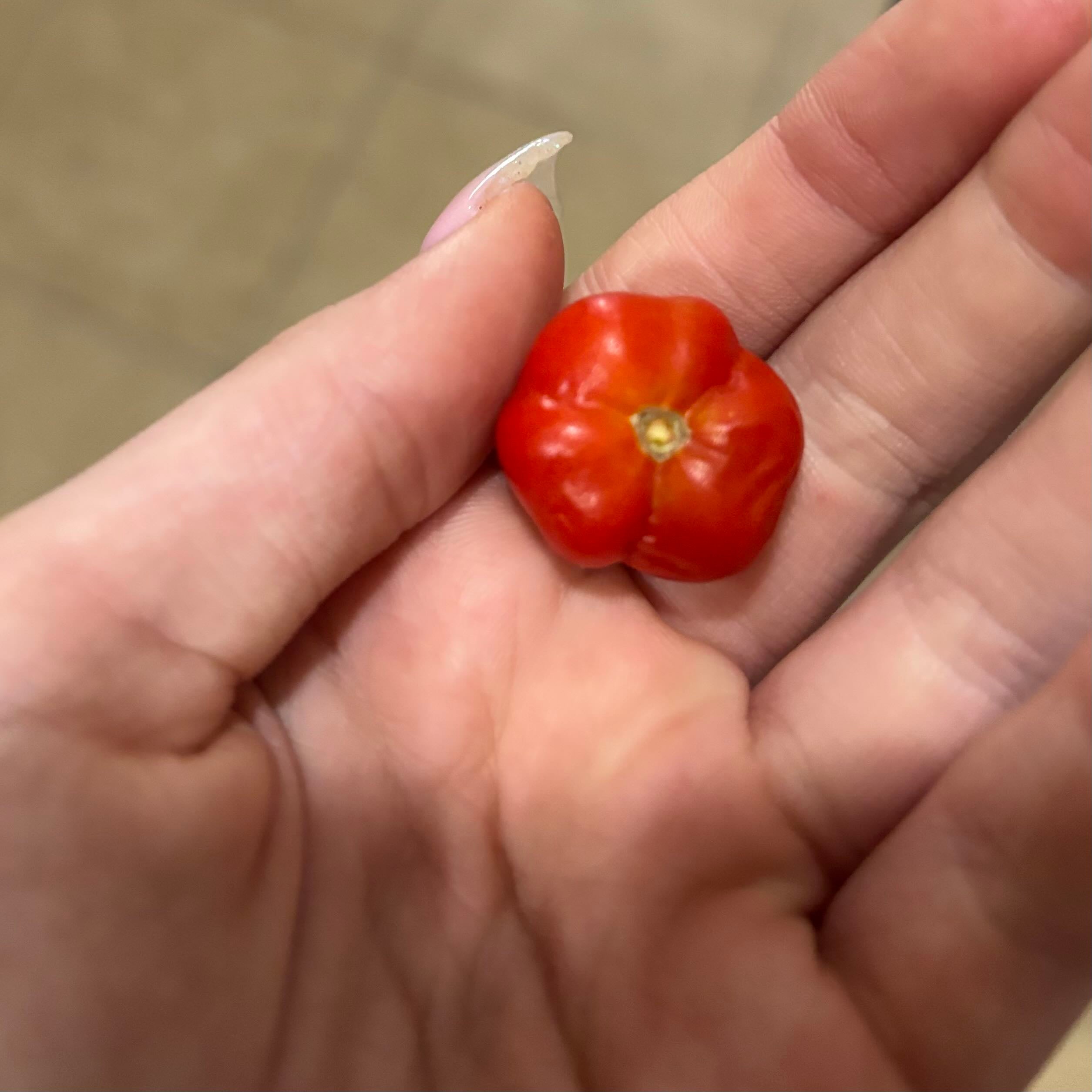 🍅 Ultimate Guide to Japanese Tomato Varieties