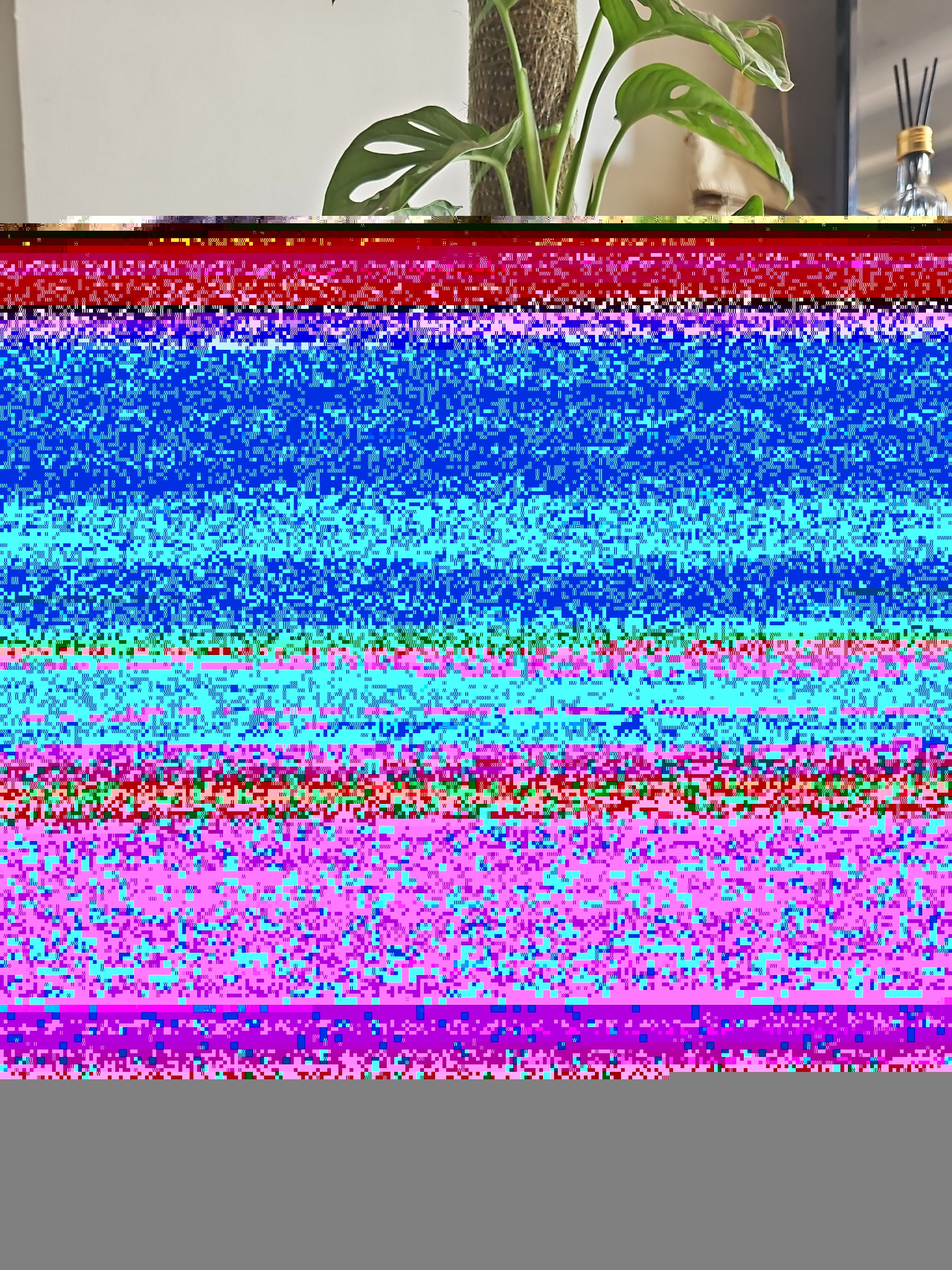 Wilted leaves and dull plant