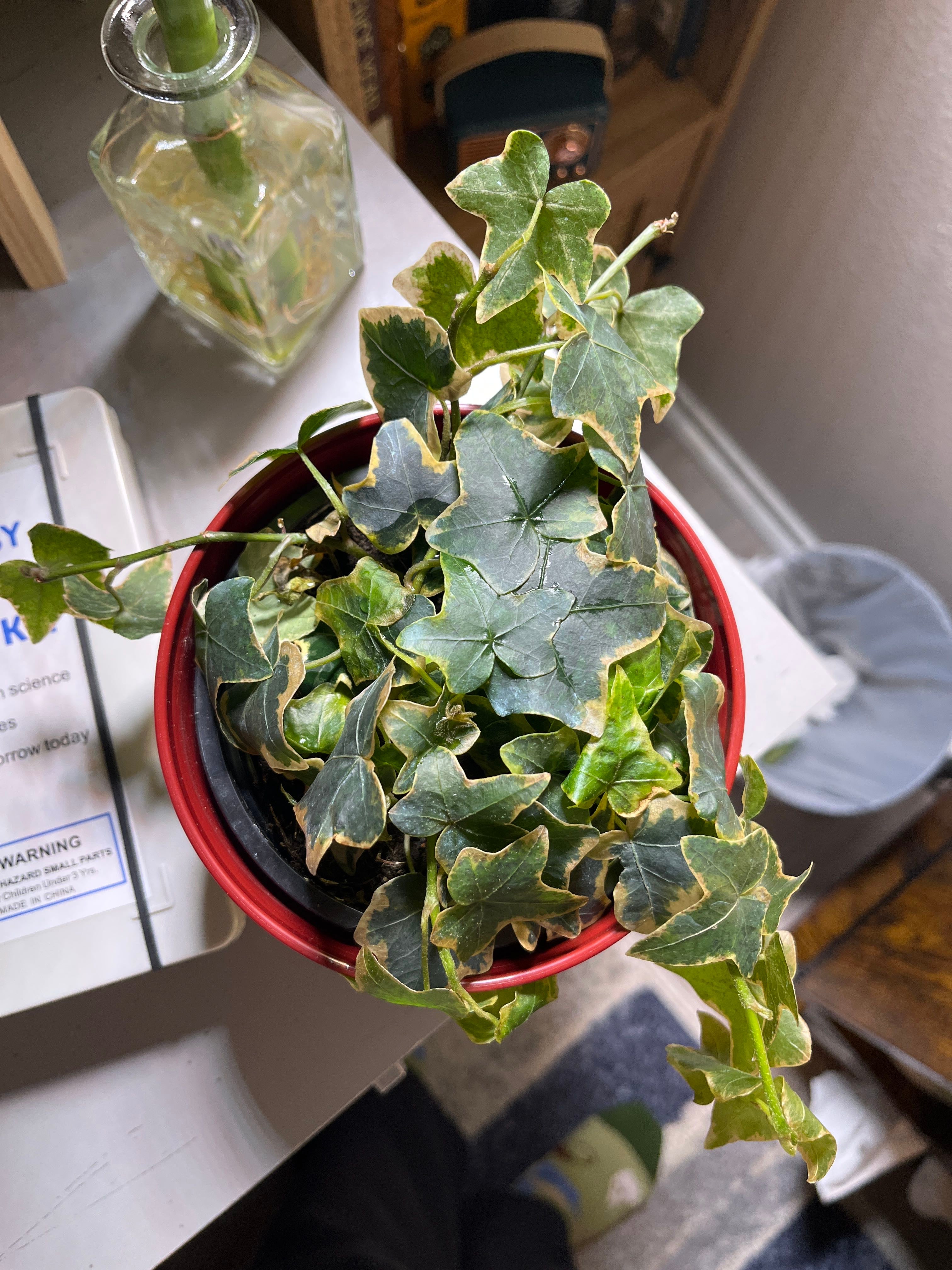 Key Stages in the Life of a Ivy 🐛