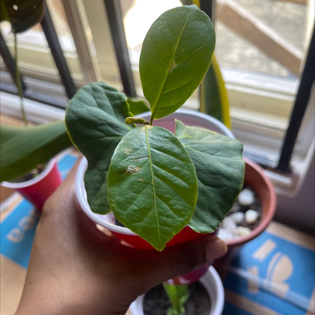 10 Advantages of Having a Indian Almond