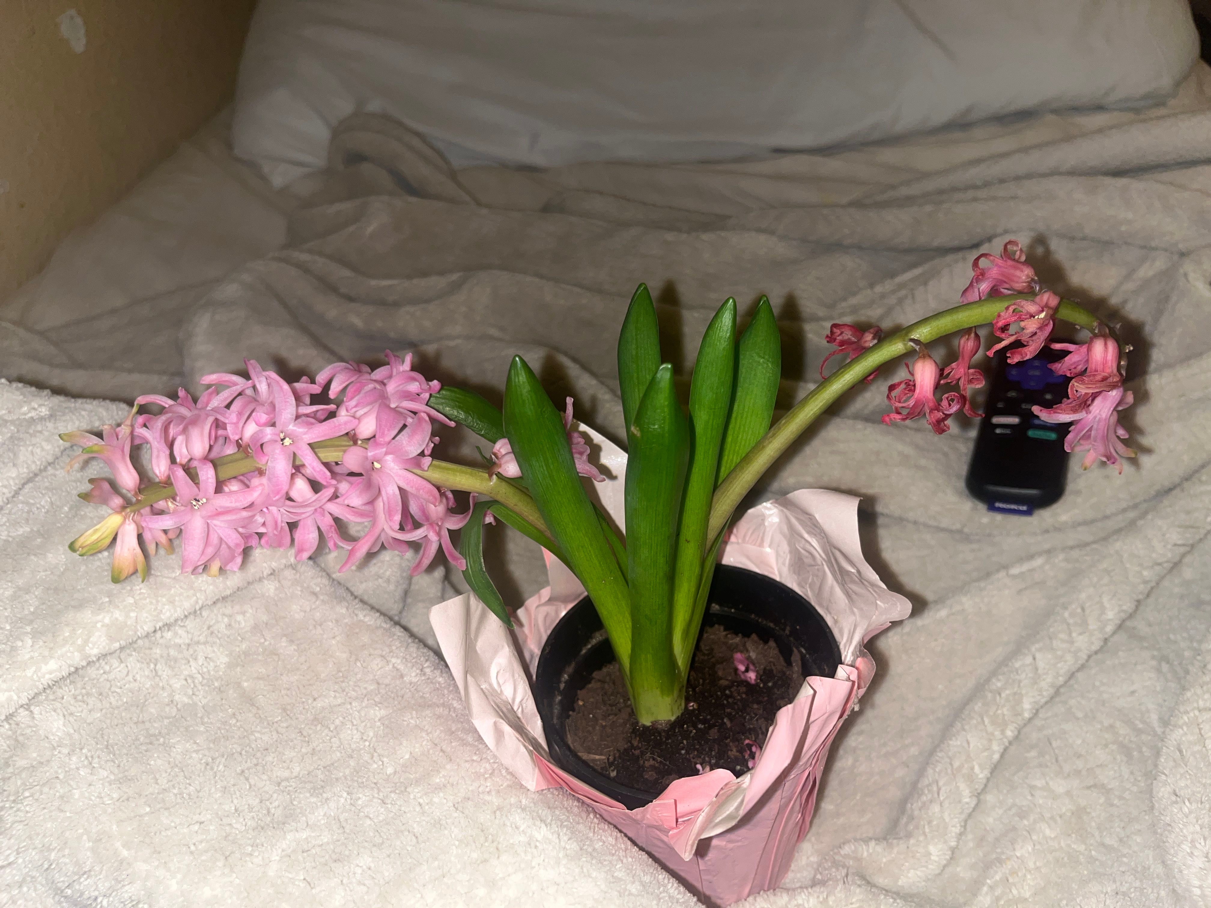 🌸 Step-by-Step Guide to Propagating Hyacinths