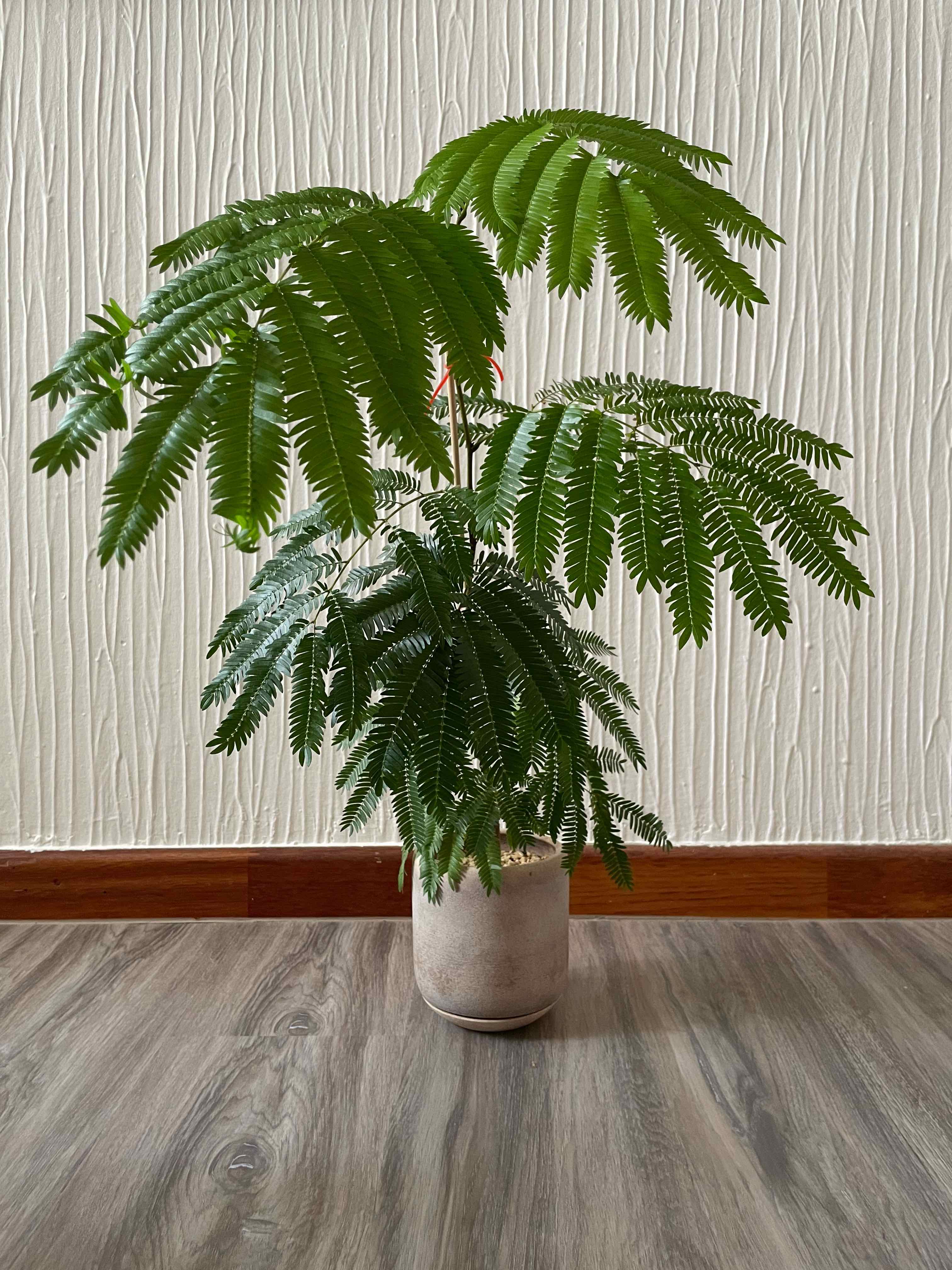 Light Requirements For Your Albizia splendens by Season