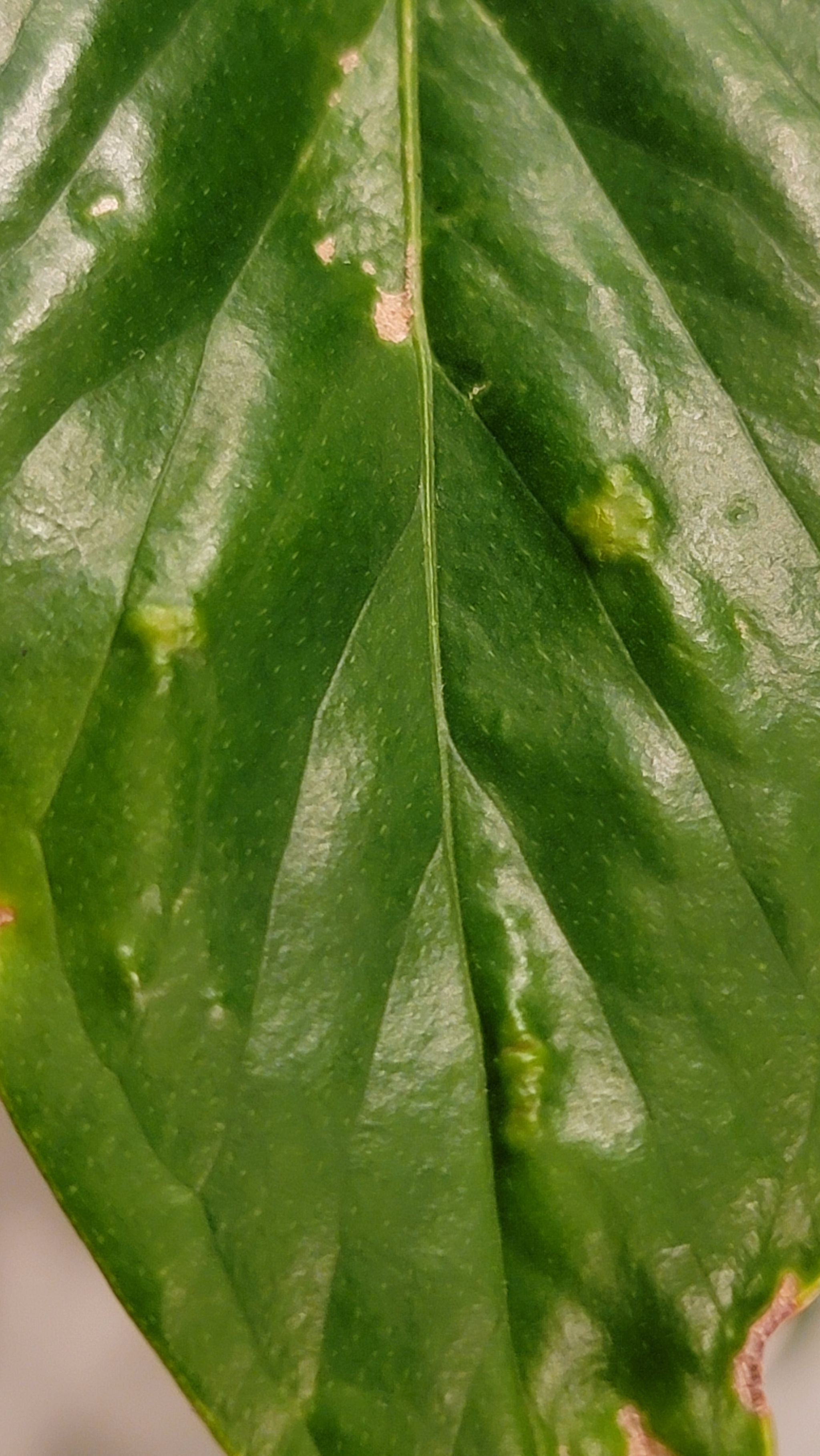 Anthurium Doc Block Michelle Plant Care: Water, Light, Nutrients | Greg ...