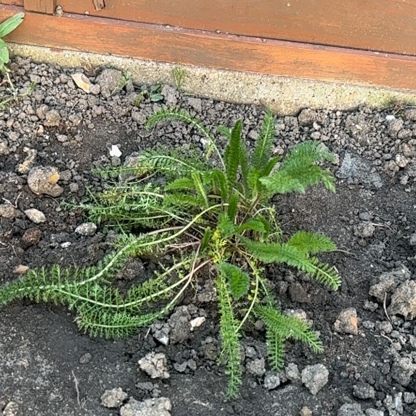 Keep Your Achillea 'Hope' Alive: Light, Water & Care Instructions