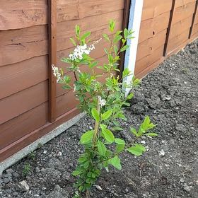 The Bride Plant Care: Water, Light, Nutrients | Greg App 🌱