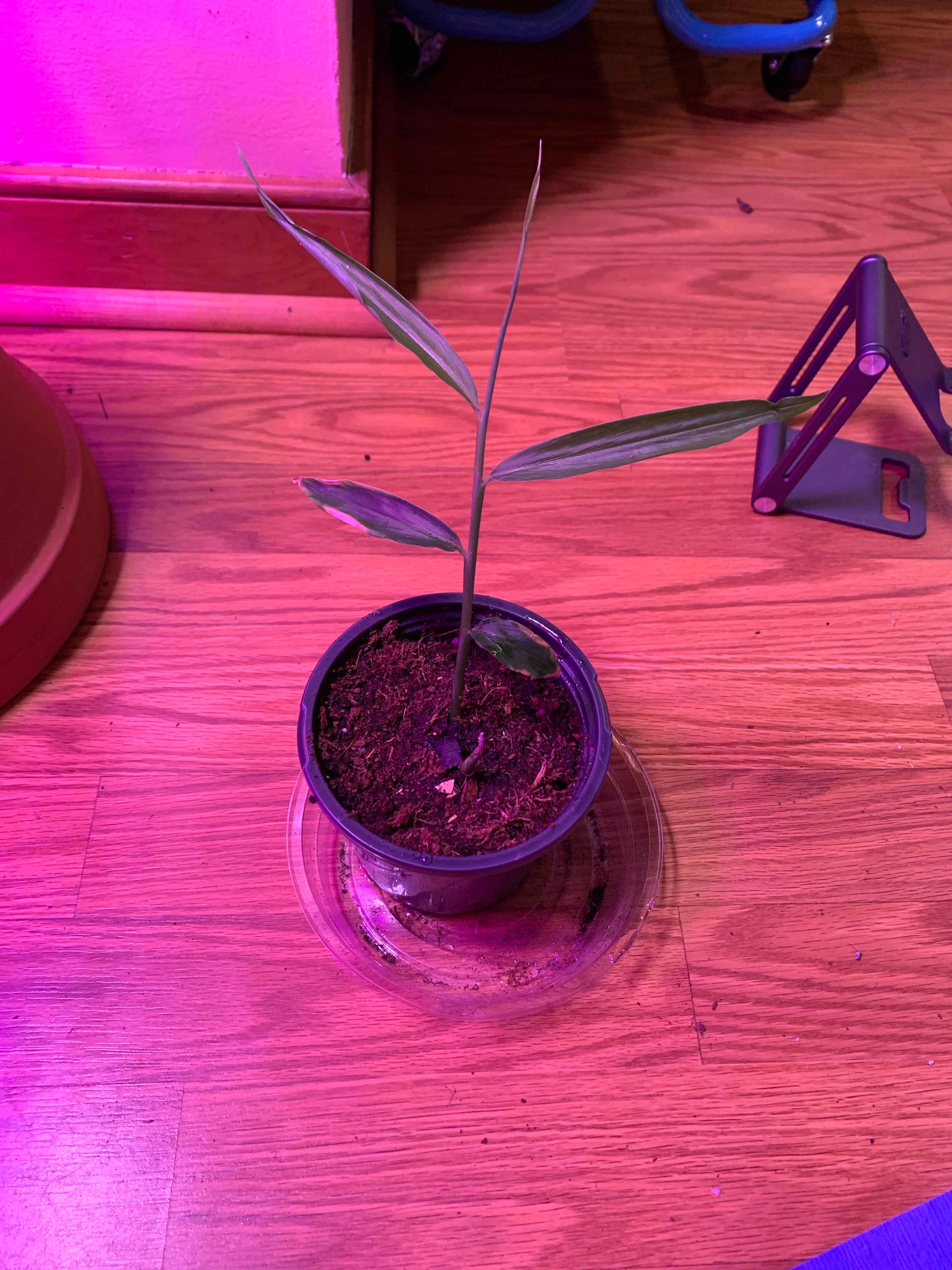 Black Spots on My Ginger Root Leaves