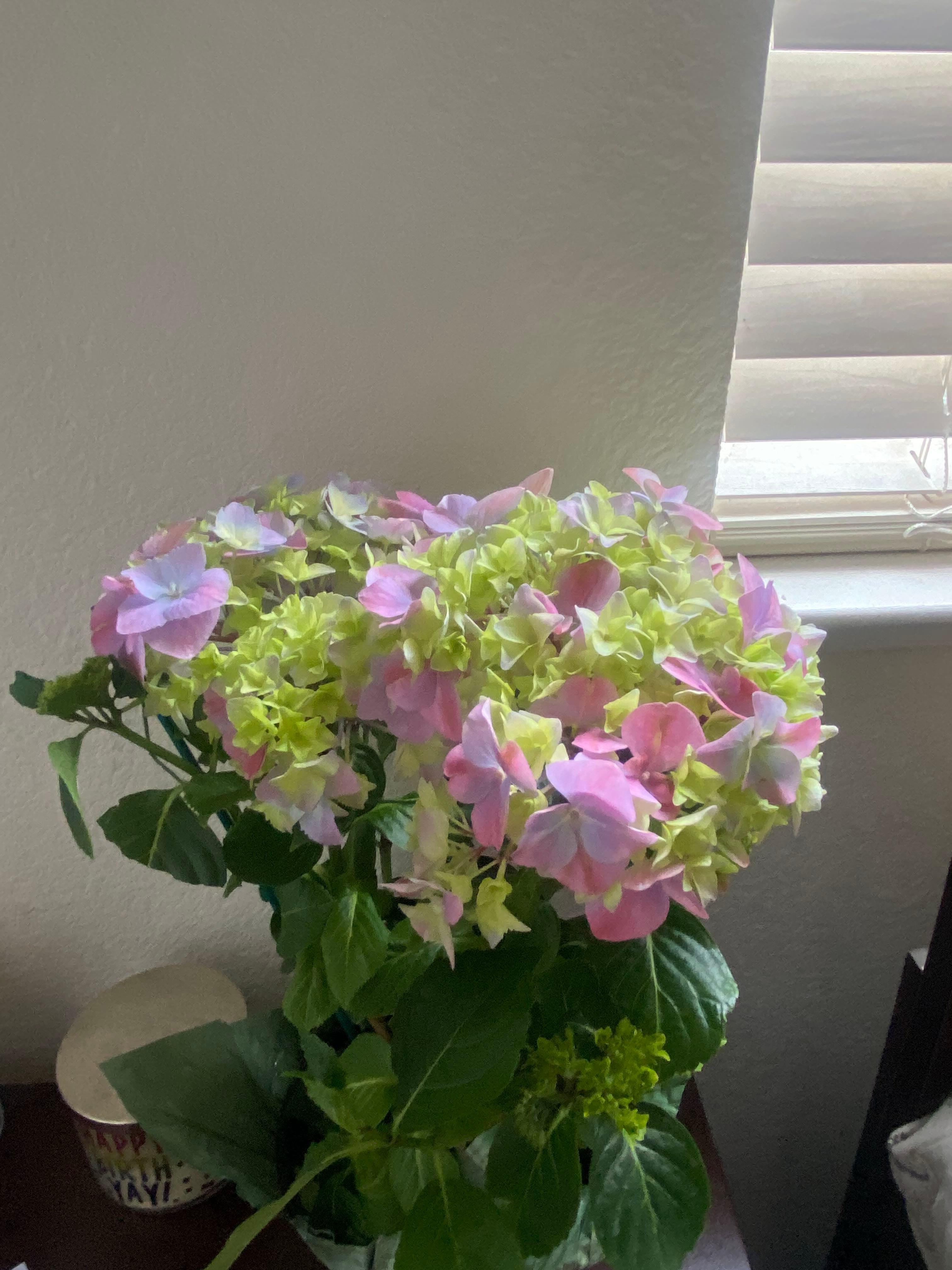 Hydrangea 'Hatfield Rose': A Comprehensive Overview 🌸