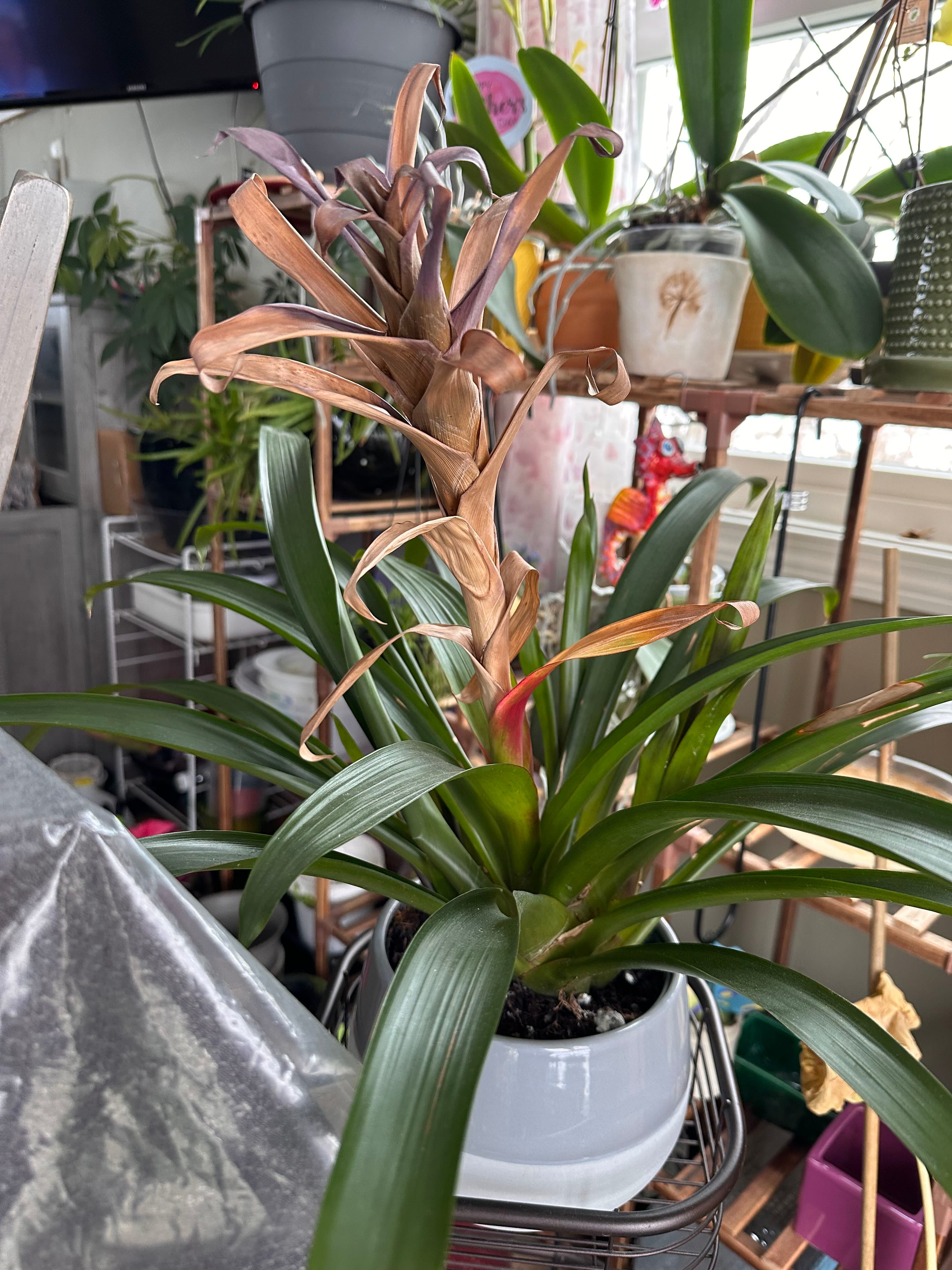 🌺 Step-by-Step Guide to Choosing Guzmania Varieties