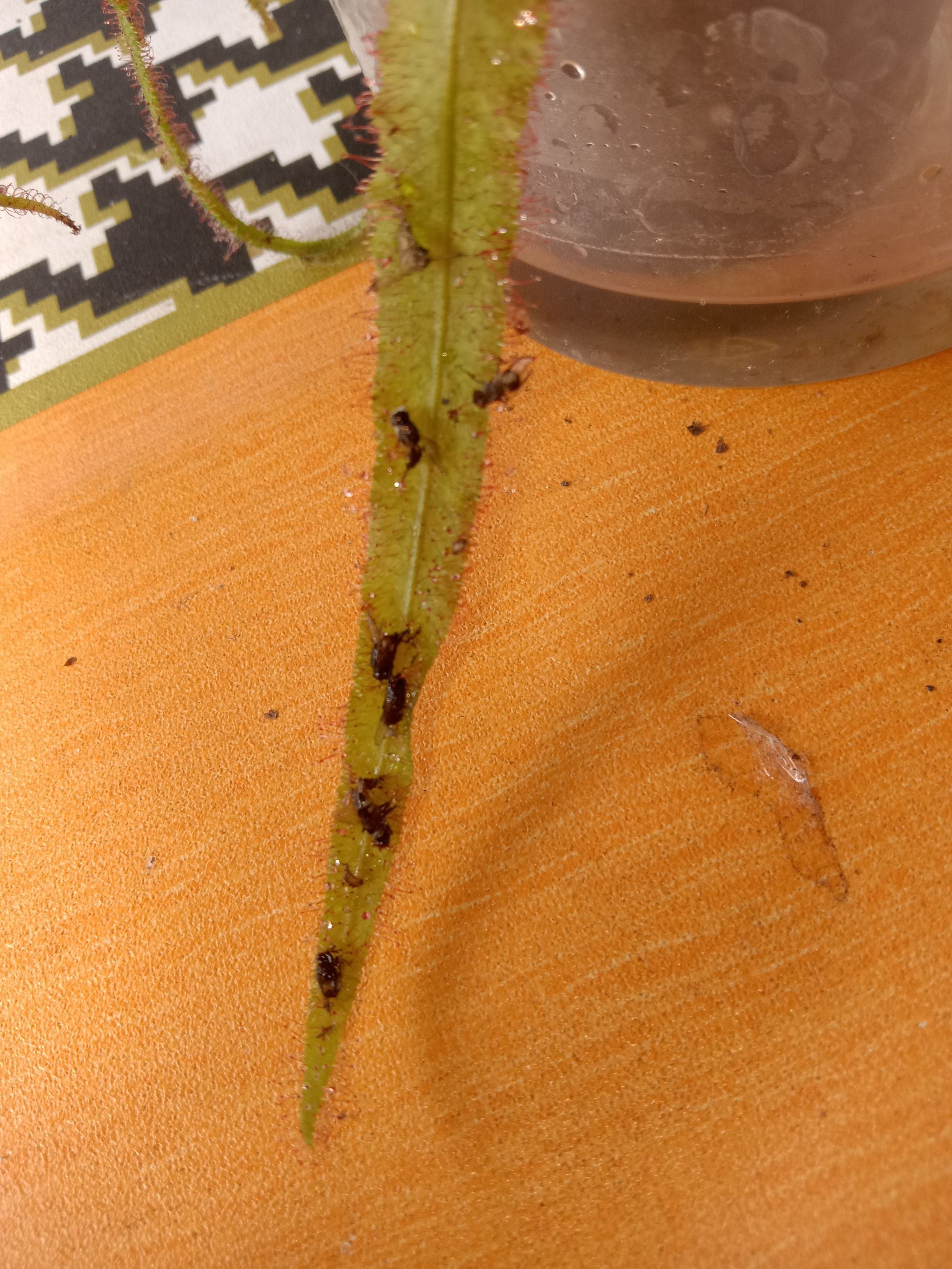 Sundew: How Much Water & Light Does it Need to Thrive?