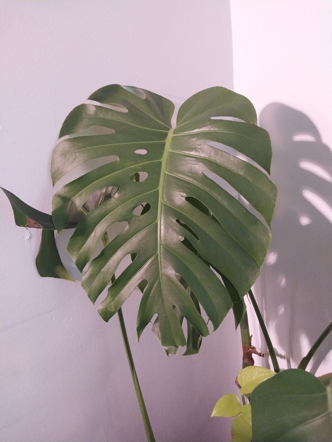 Monstera Care 101: Water, Light & Growing Tips