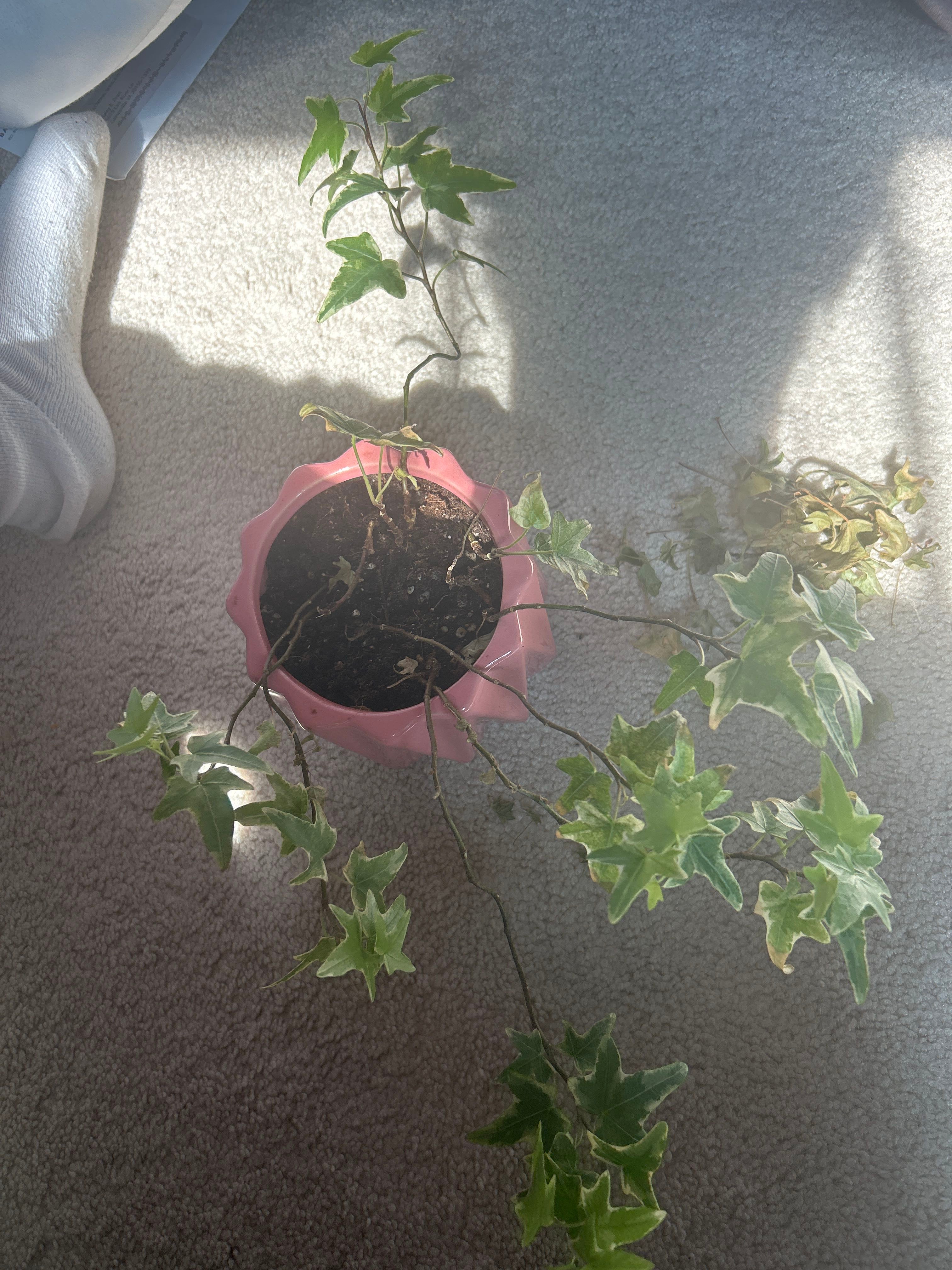 English Ivy's Best Friends: Top Companion Plants