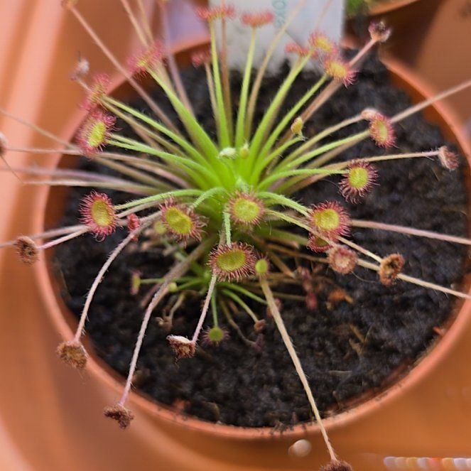 Drosera Paradoxa: How Much Water & Light Does it Need to Thrive?