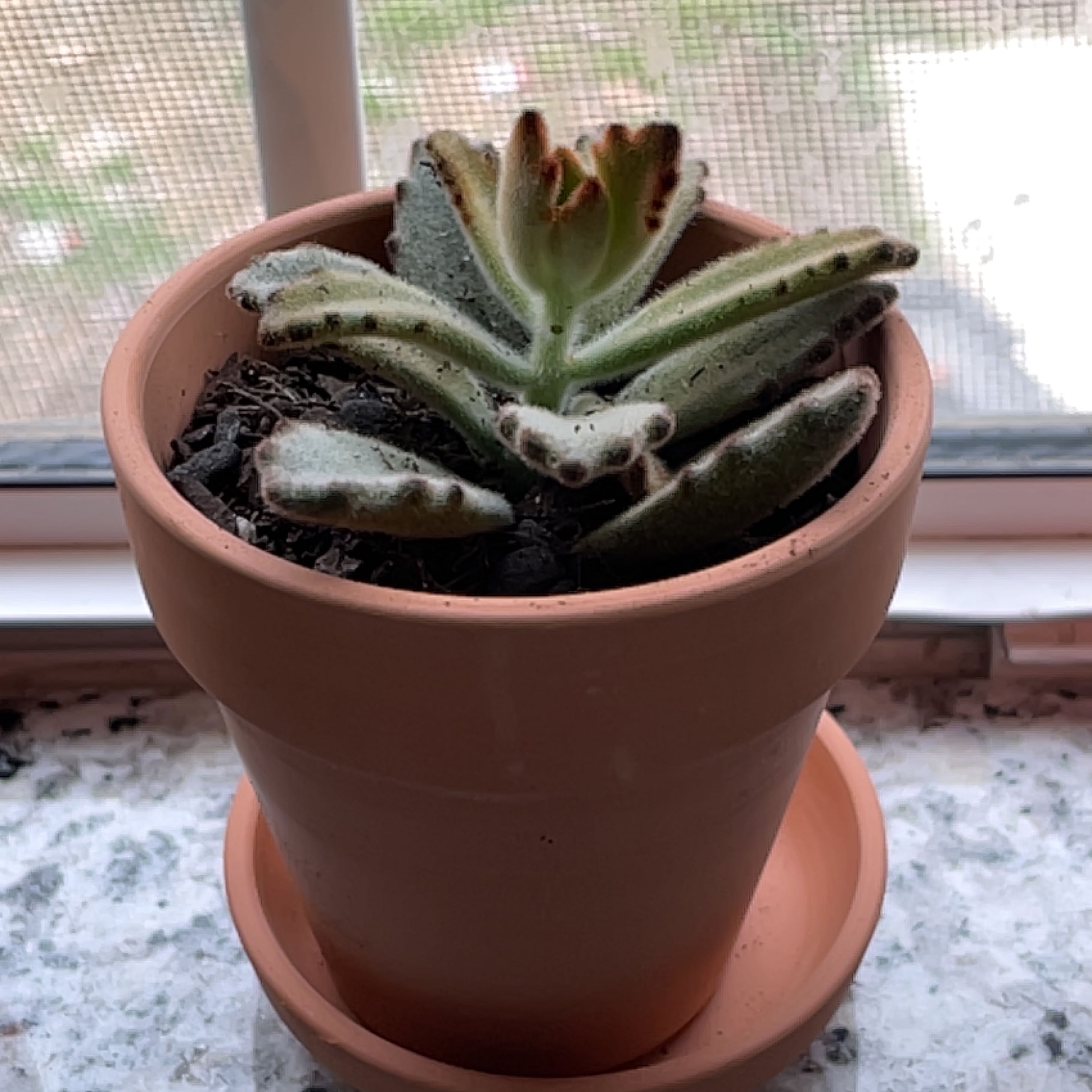 Suki | A plant by @Growdamnit on Greg
