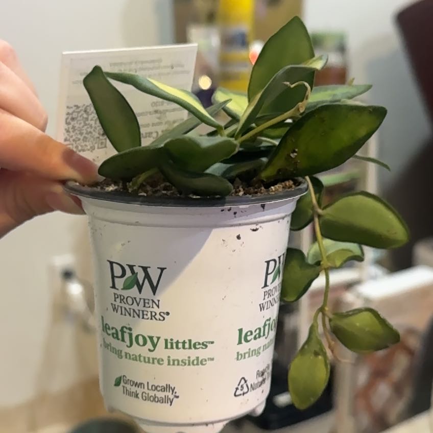 The Complete Sea stone hoya Plant Care Guide: Water, Light & Beyond