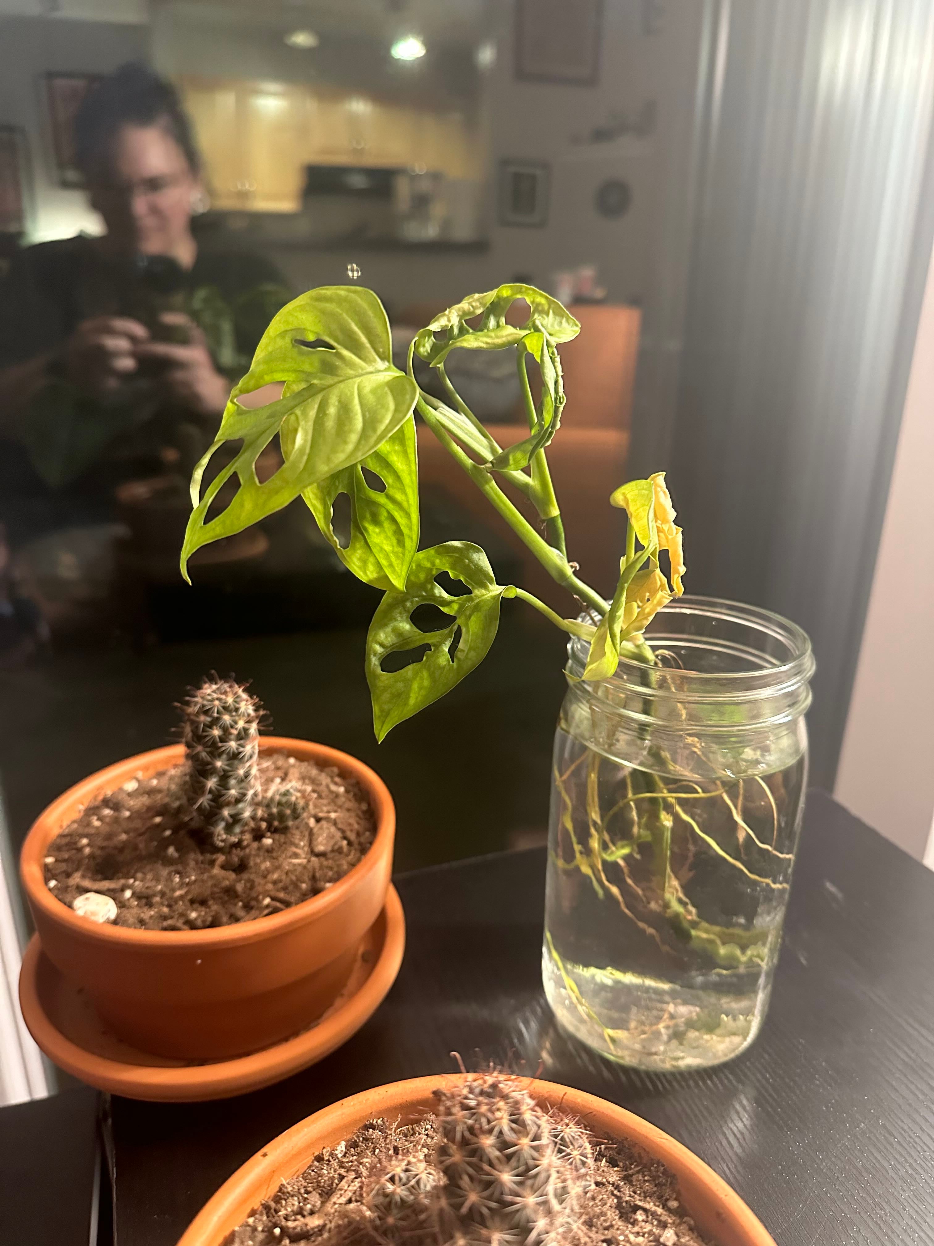 Window Leaf Care 101: Water, Light & Growing Tips