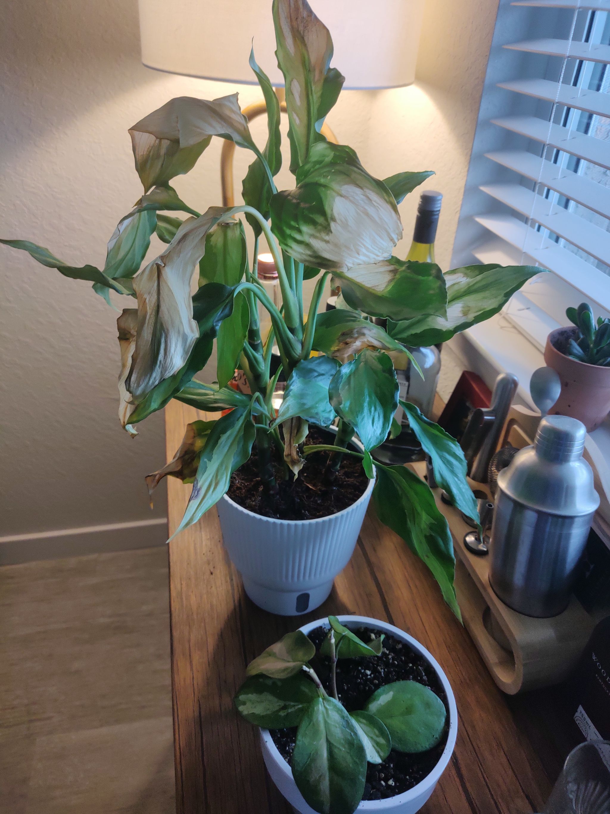 The Complete Red Log Plant Care Guide: Water, Light & Beyond