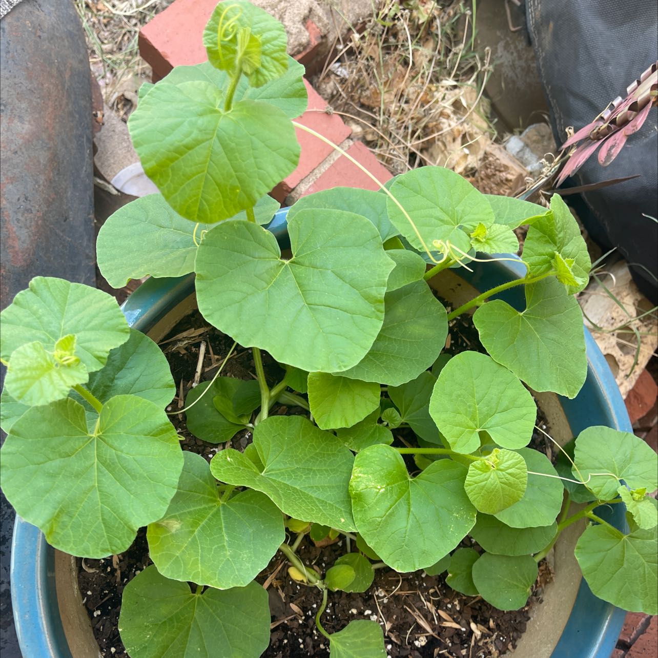 🍈 How and When Should I Cut Back My Melon?