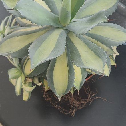 Agave isthmensis 'Rum Runner' Plant Care: Water, Light, Nutrients ...