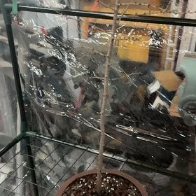 Keep Your Larch Alive: Light, Water & Care Instructions