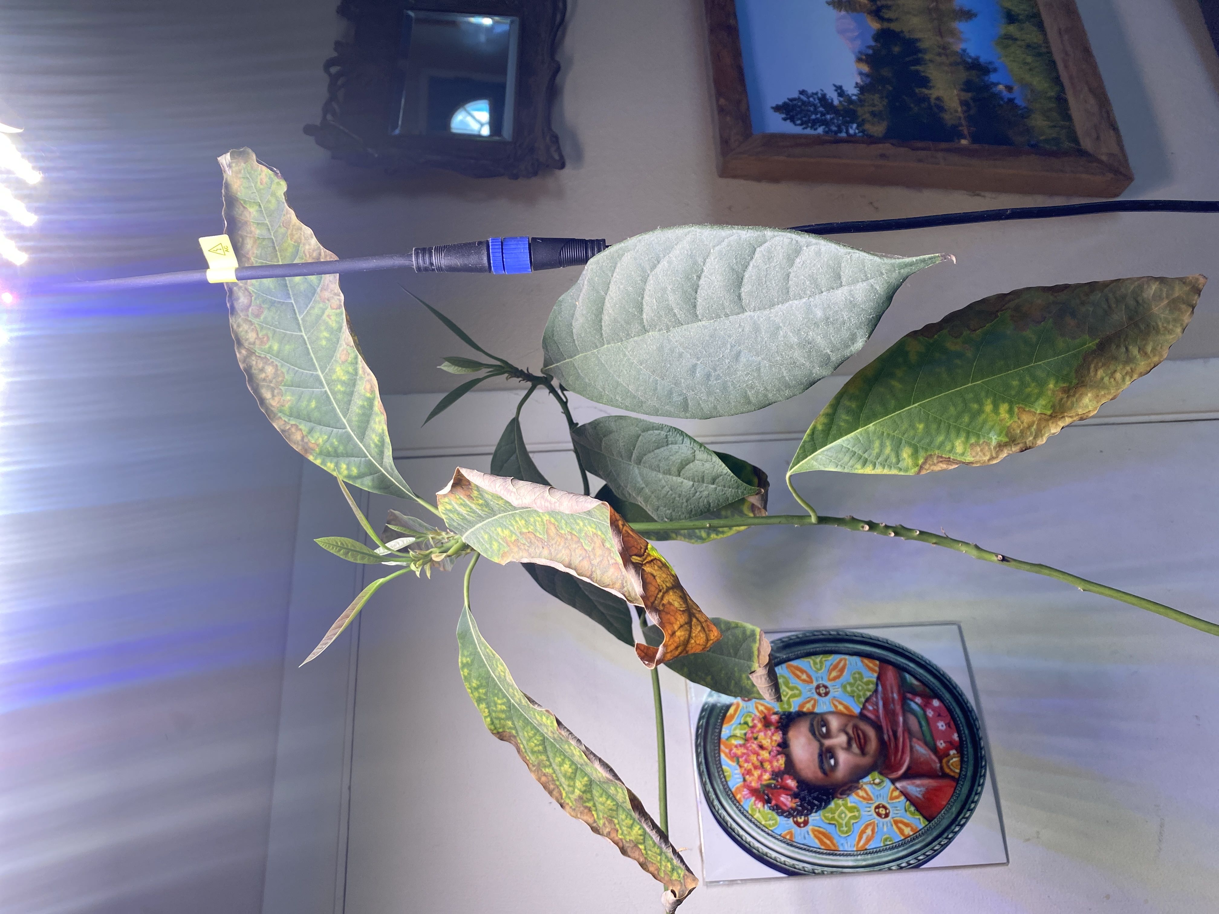 🥑 9 Tips for Light Requirements for Your Avocado Tree