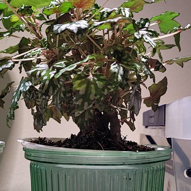 Mabel | A plant by @gummiefrog on Greg