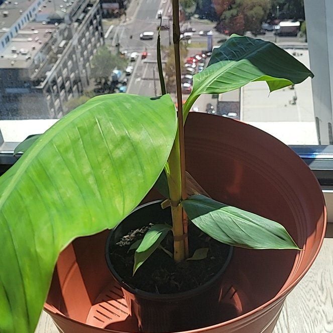 Dwarf Lady Finger Banana Tree Plant Care: Water, Light, Nutrients ...