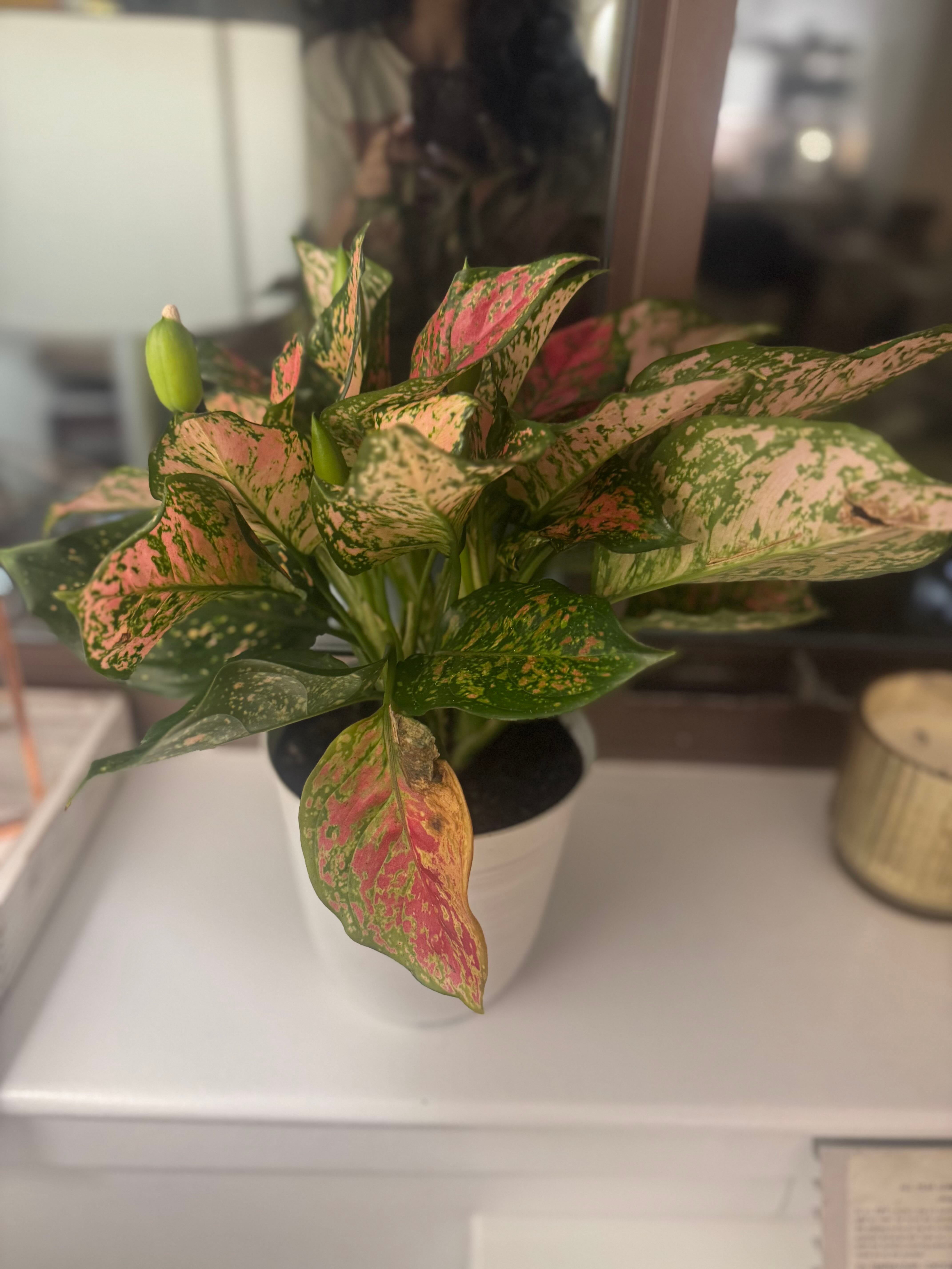 The Complete Aglaonema 'Pink Splash' Plant Care Guide: Water, Light ...