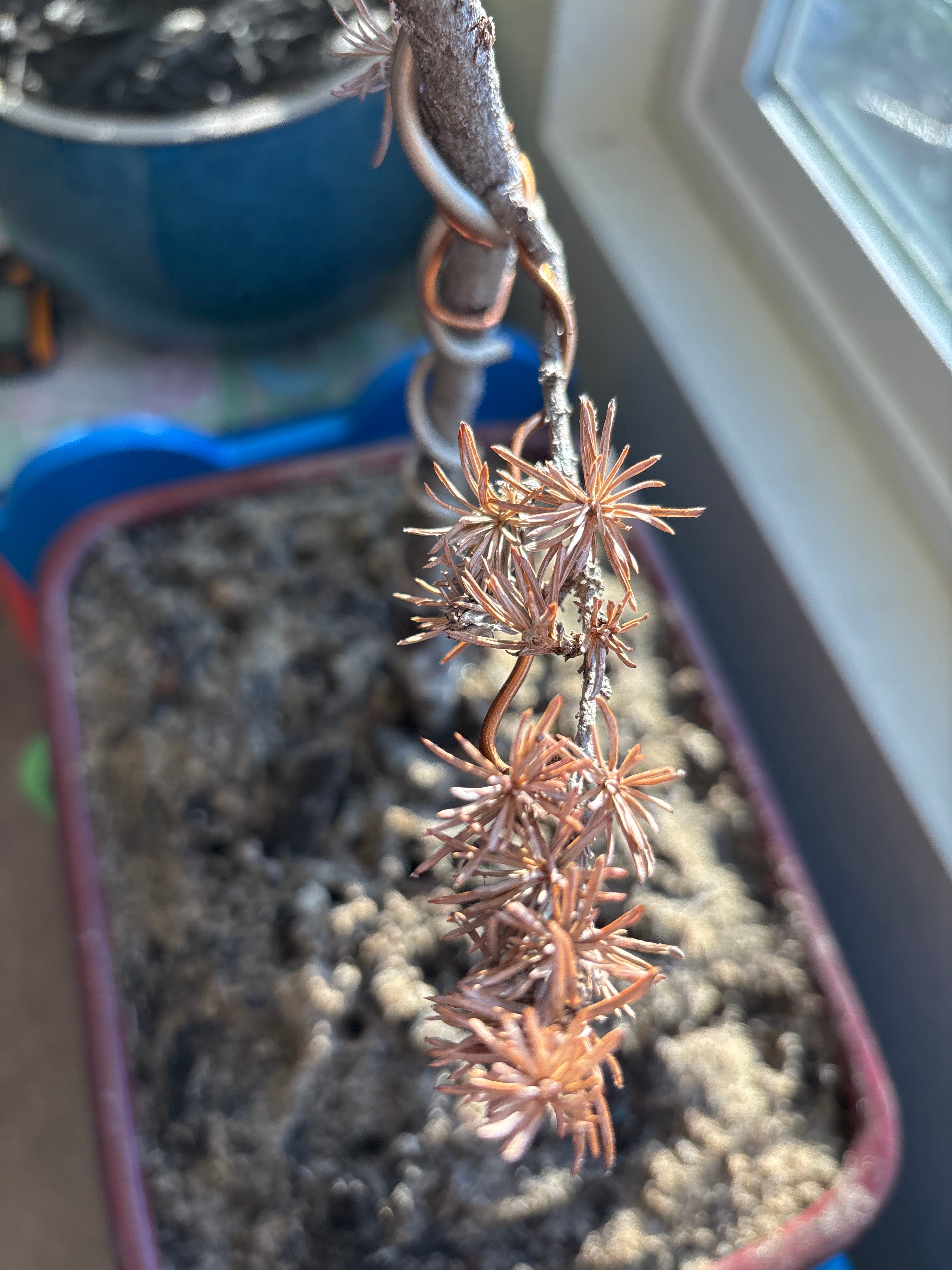 5 Common Pests That Eat Cedar Tree 🐛