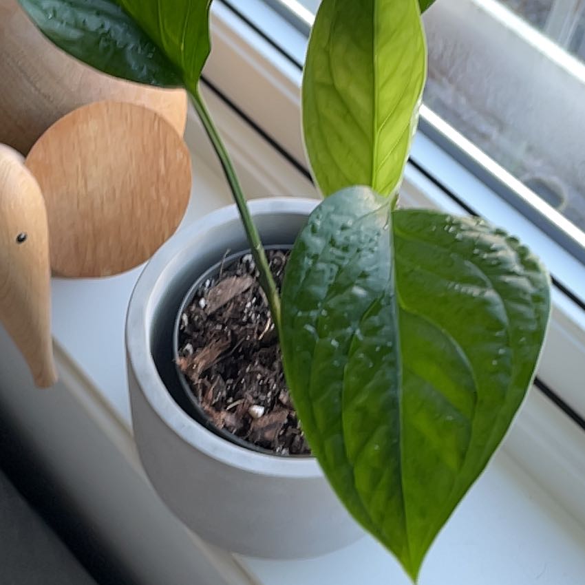 Monstera pinnatipartita 'Siam' Plant Care: Water, Light, Nutrients ...