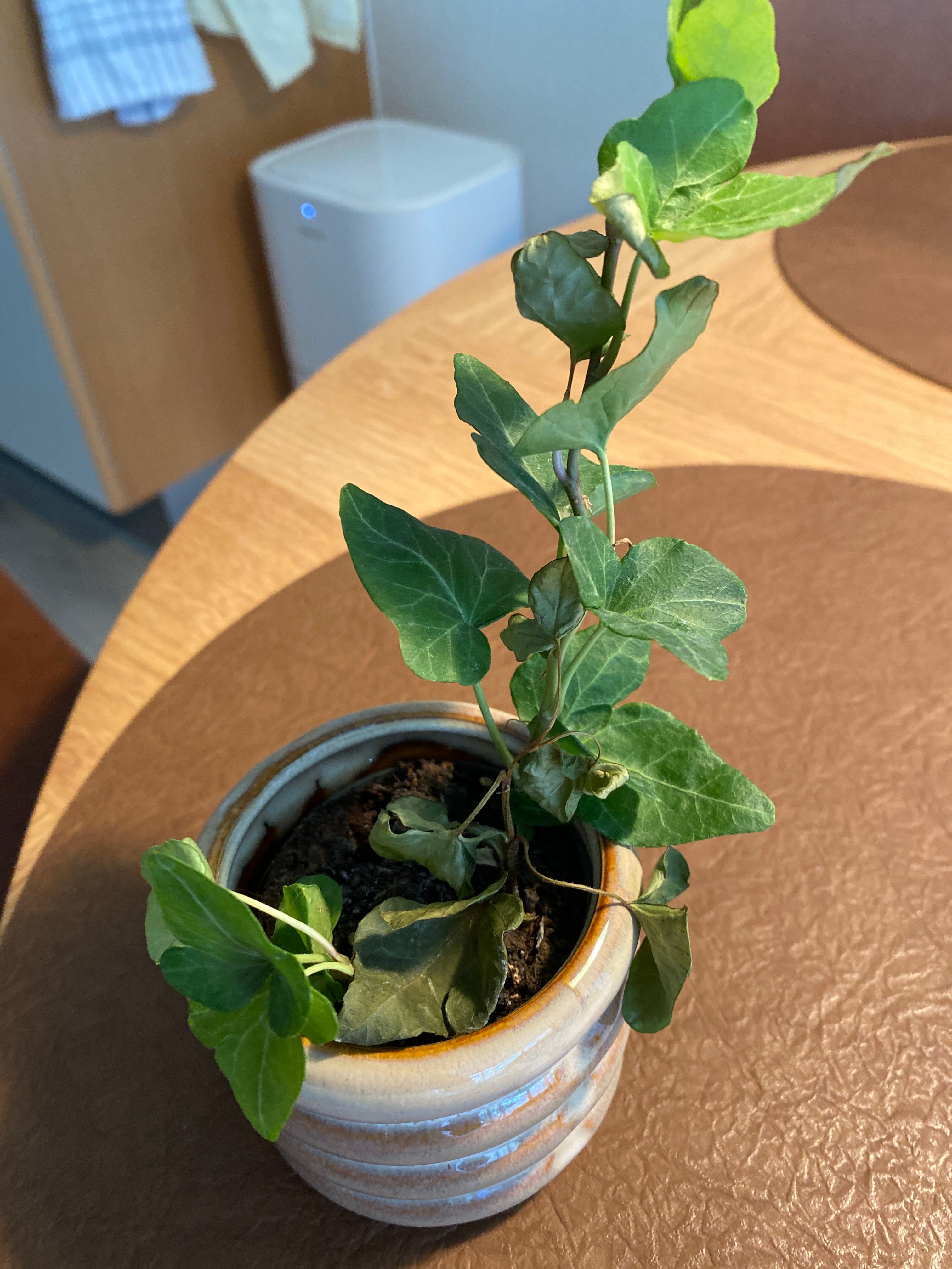 Key Stages in the Life of a Ivy 🐛