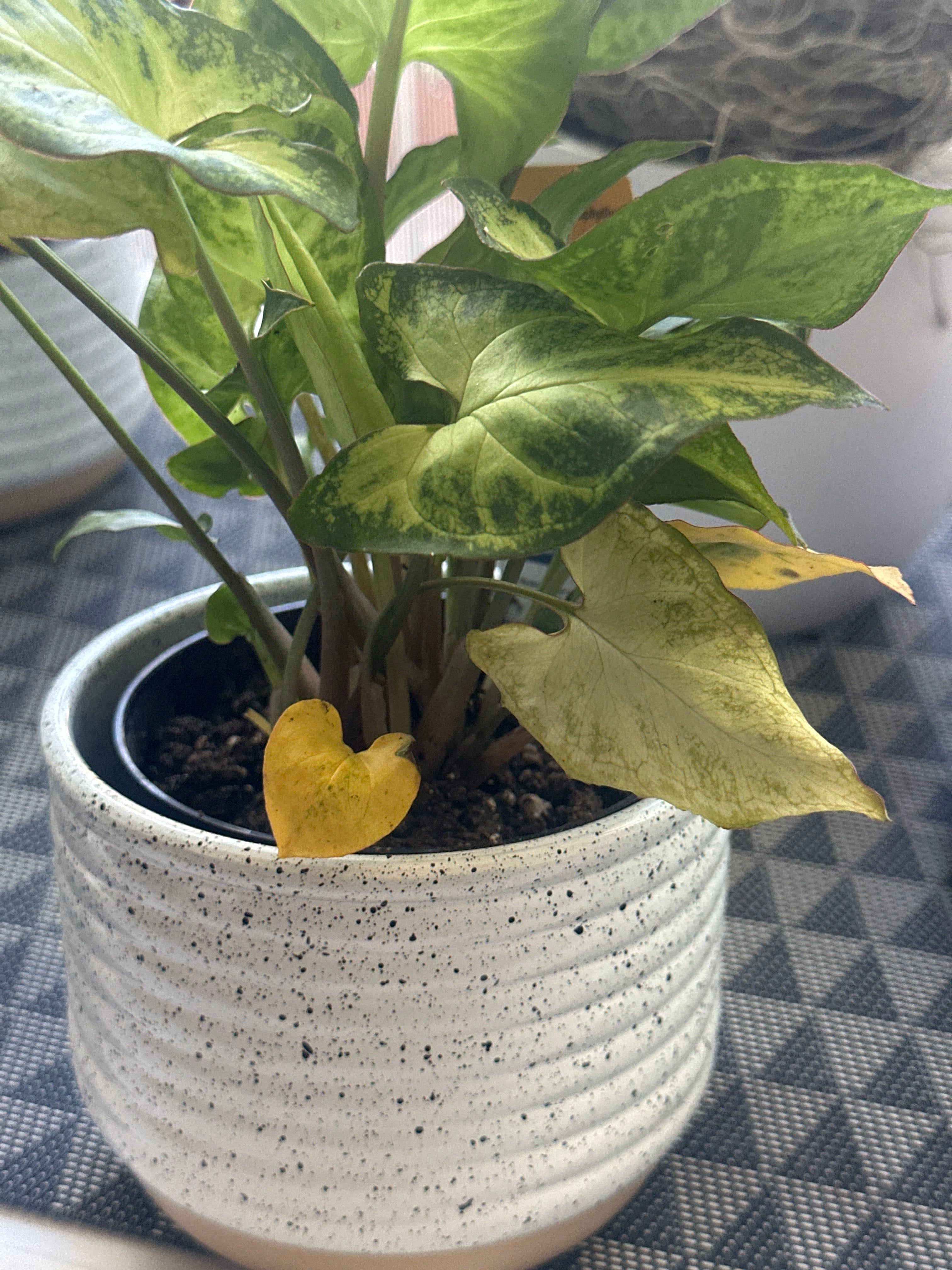 How to Care for Nephthytis: Mastering Water, Sunlight & More