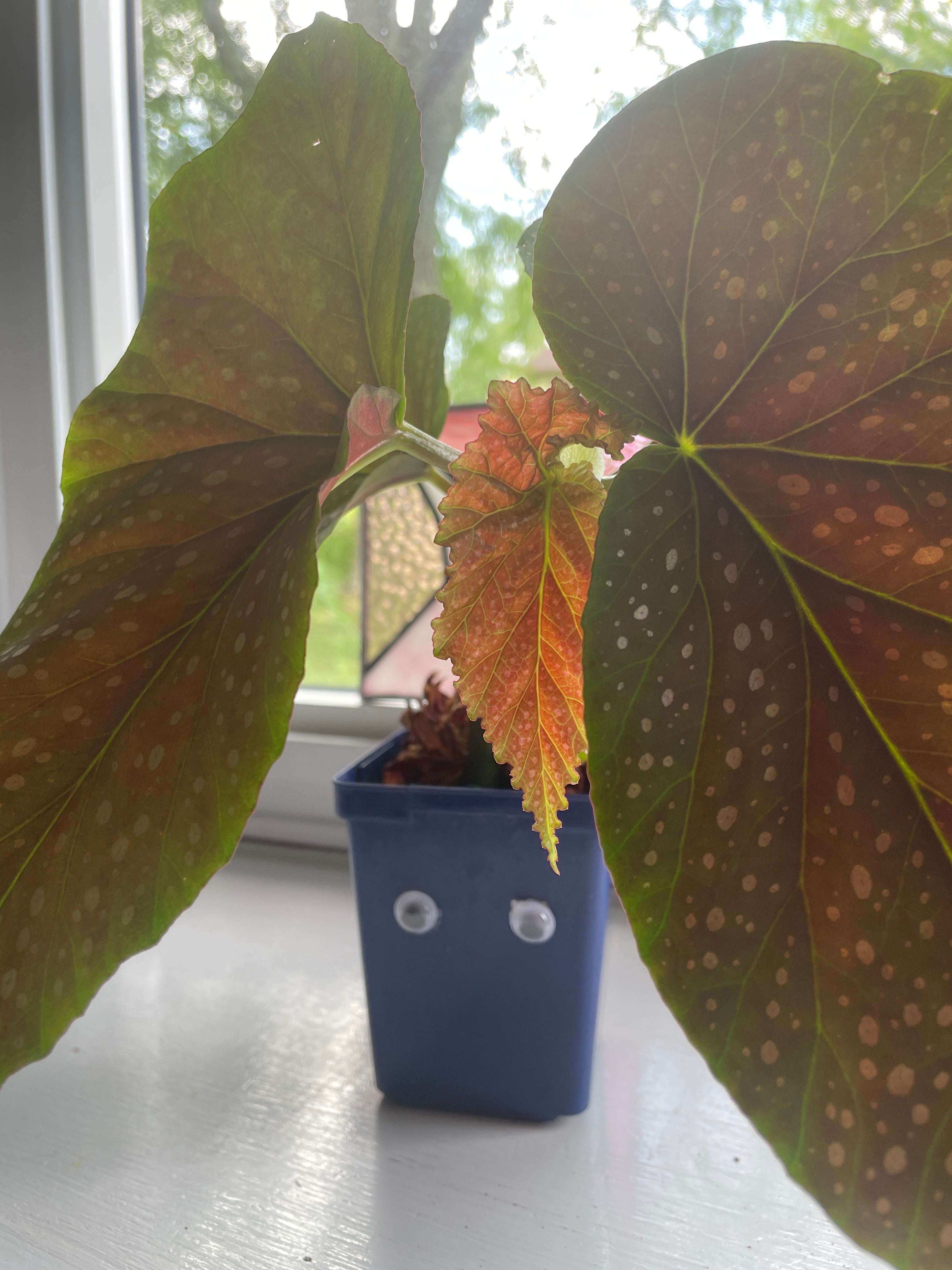 🌸 10 Tips for Fixing Flower Problems in Begonia