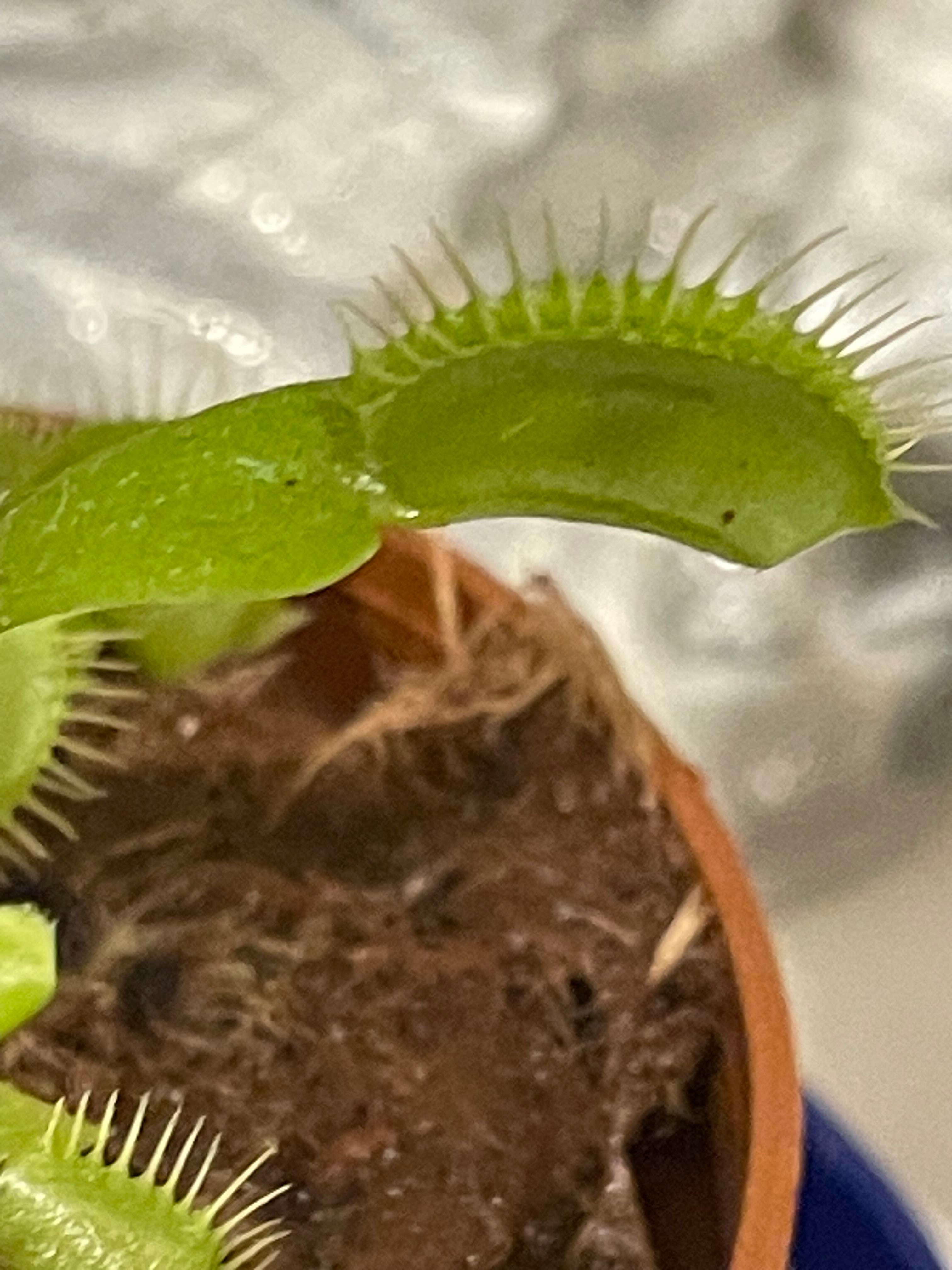Common Venus Flytrap Problems and Solutions 🪰