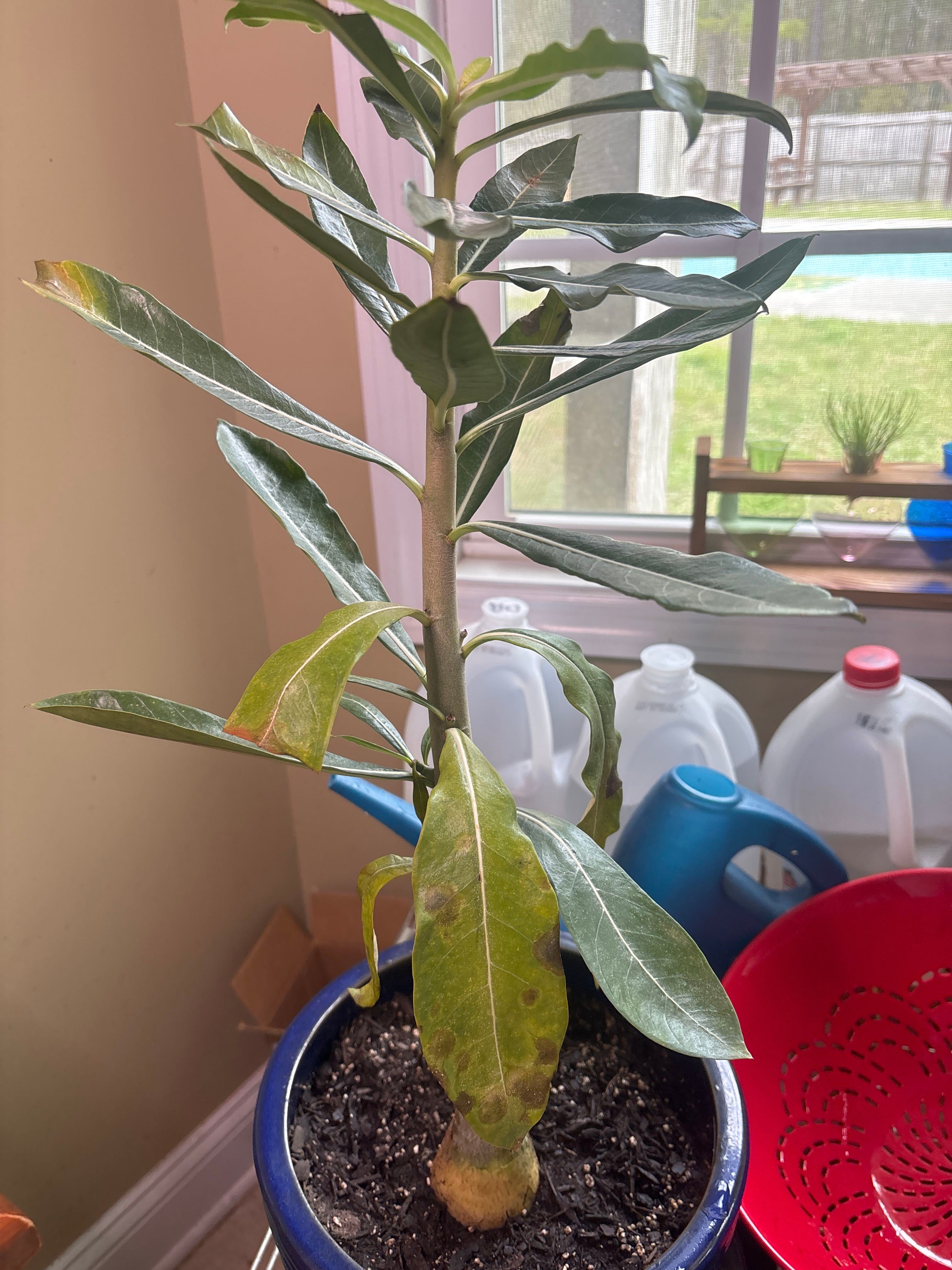 Propagating Your Desert Rose Plant: Step-by-step Guide