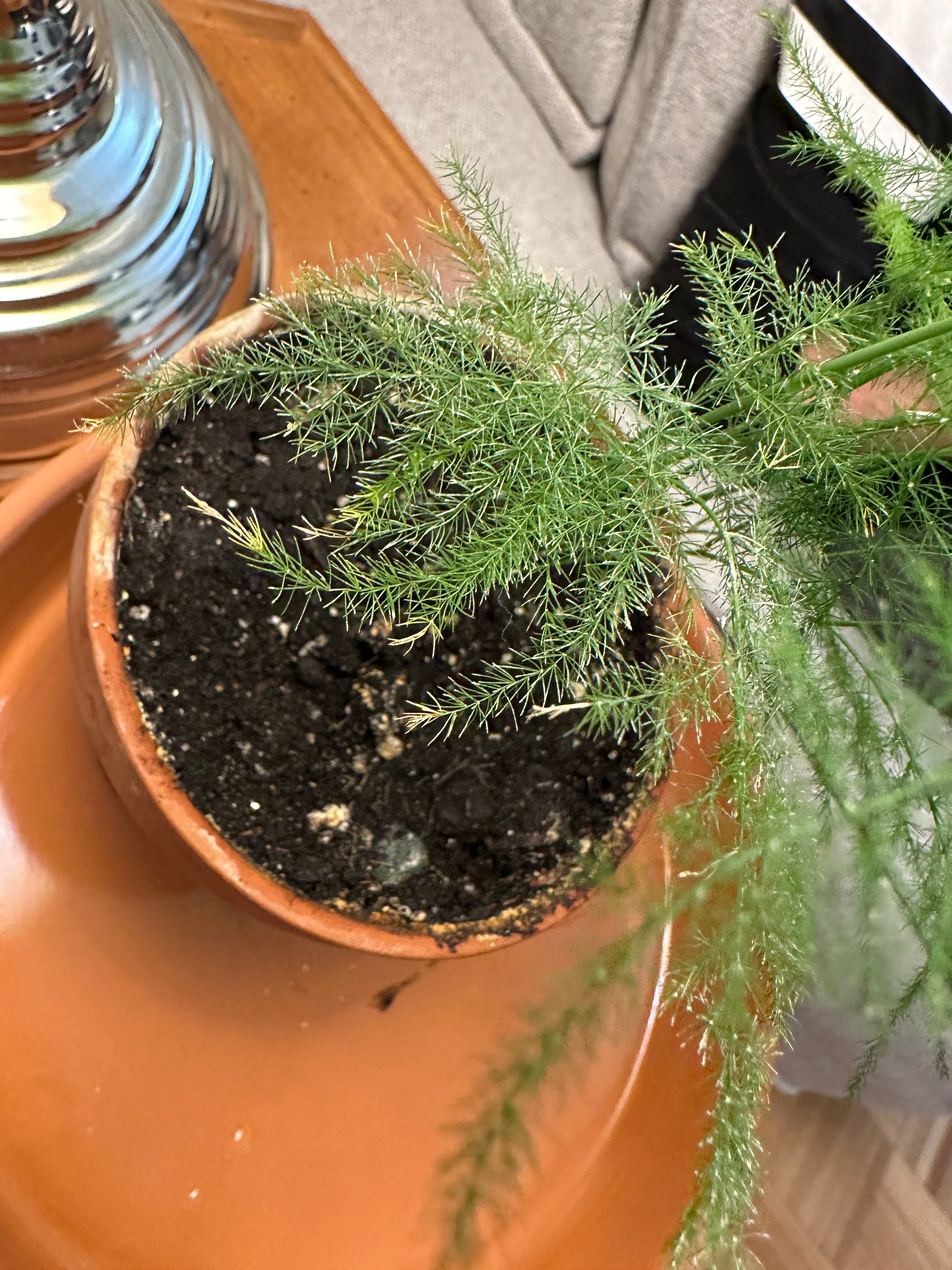 ️ Step-by-Step Guide to Winterizing Fox tail fern