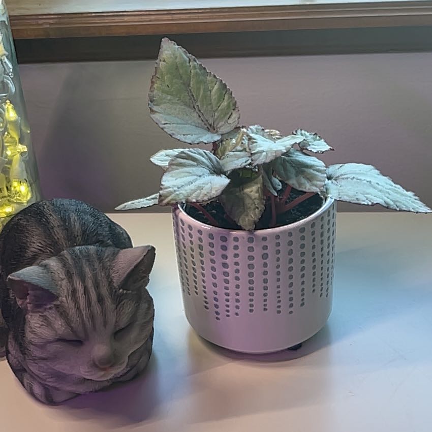 How to Care for Begonia 'Garden Angel Plum': Mastering Water, Sunlight ...