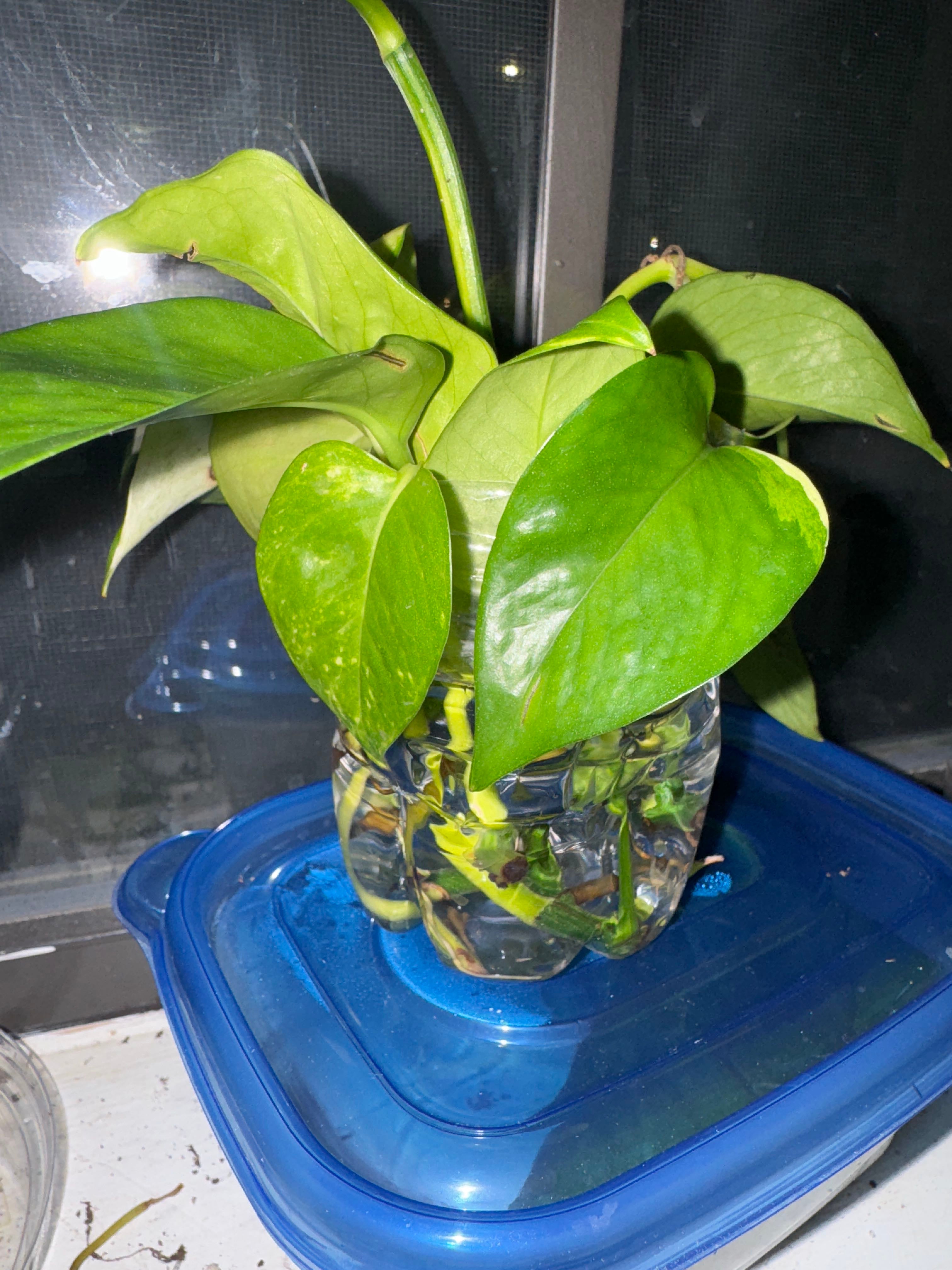Golden Pothos Care 101: Water, Light & Growing Tips