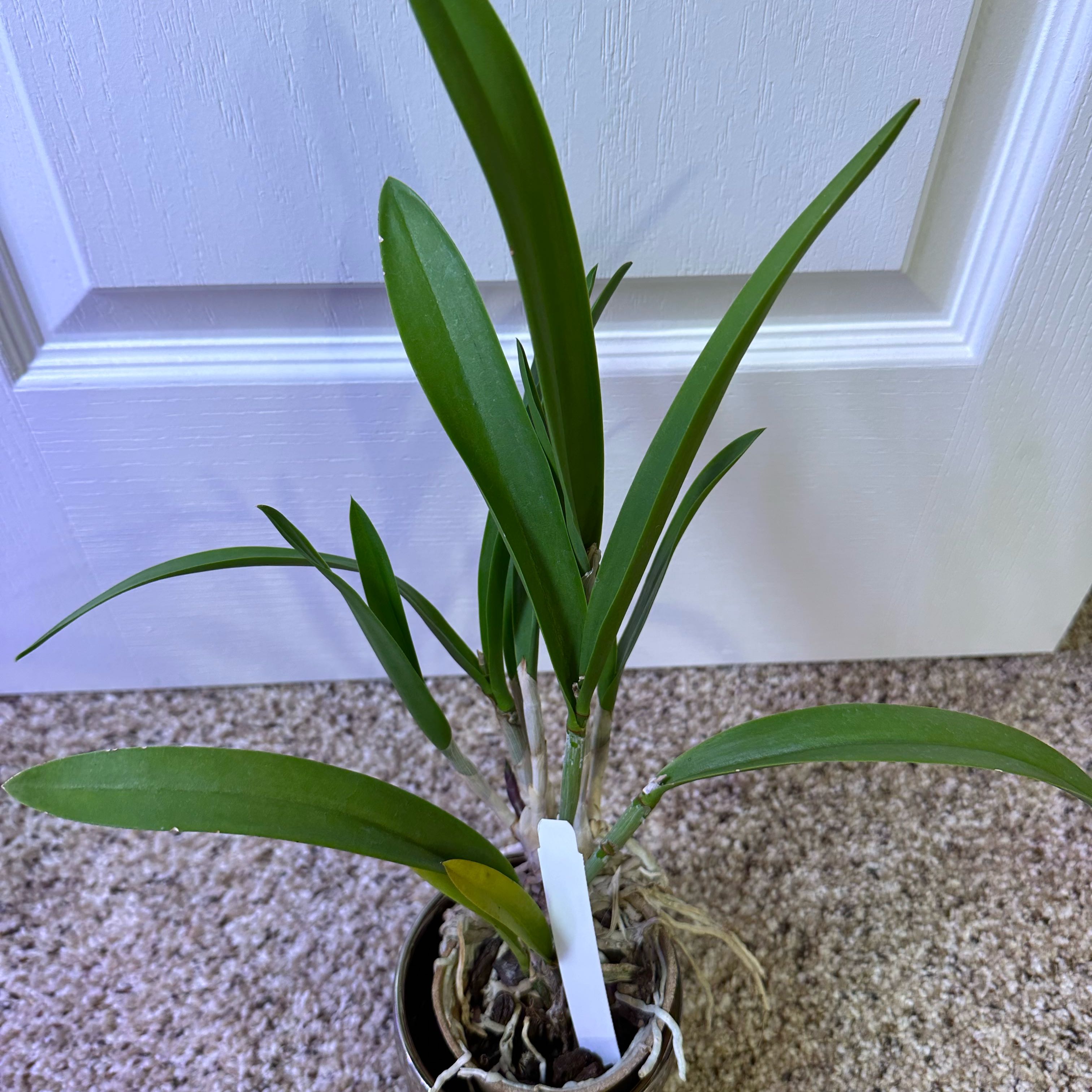 The Complete Procatavola 'Key Lime Stars' Plant Care Guide: Water ...