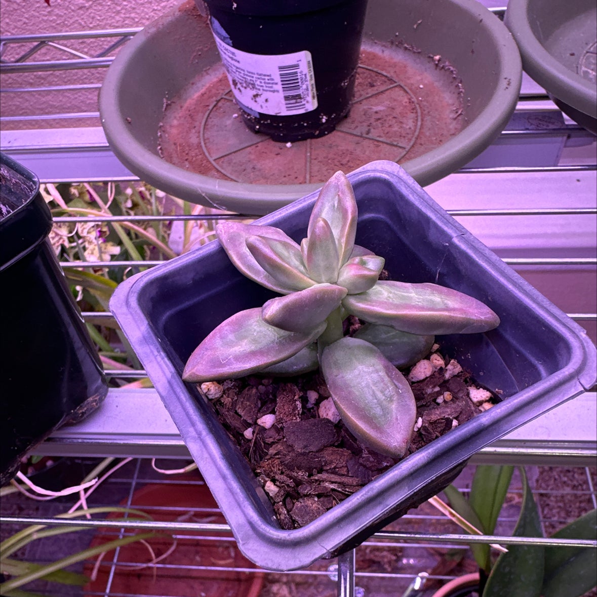 Nemo | A plant by @minka on Greg