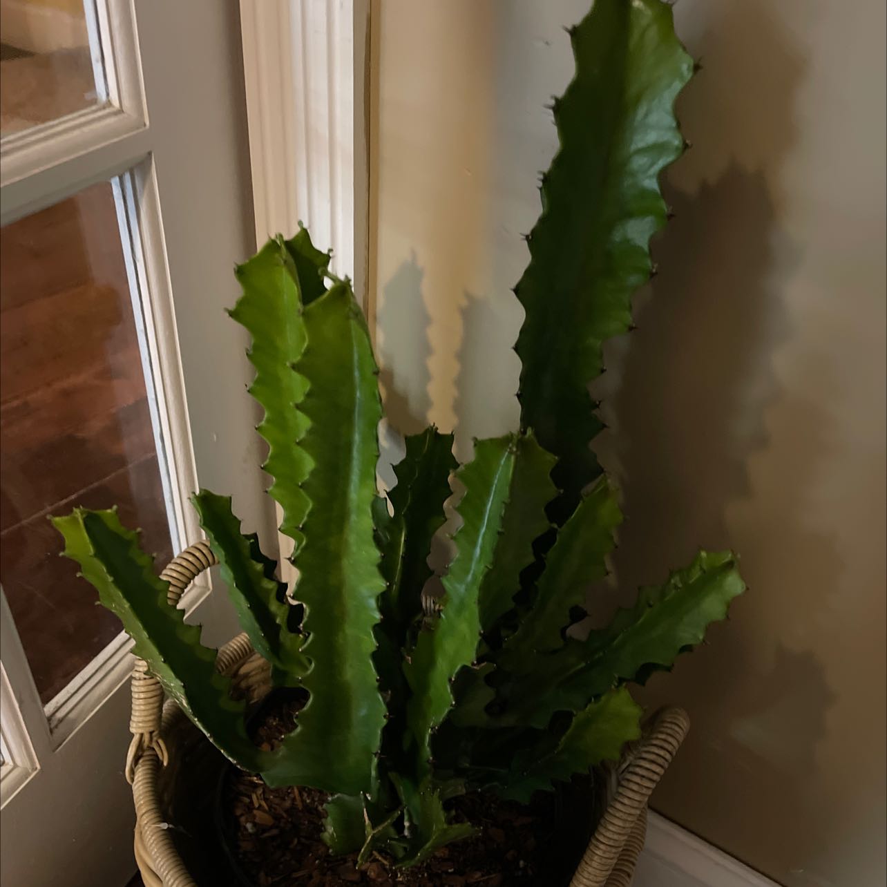 Soil Recommendations for Candelabra Tree