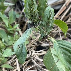 Careless Weed Care 101: Water, Light & Growing Tips