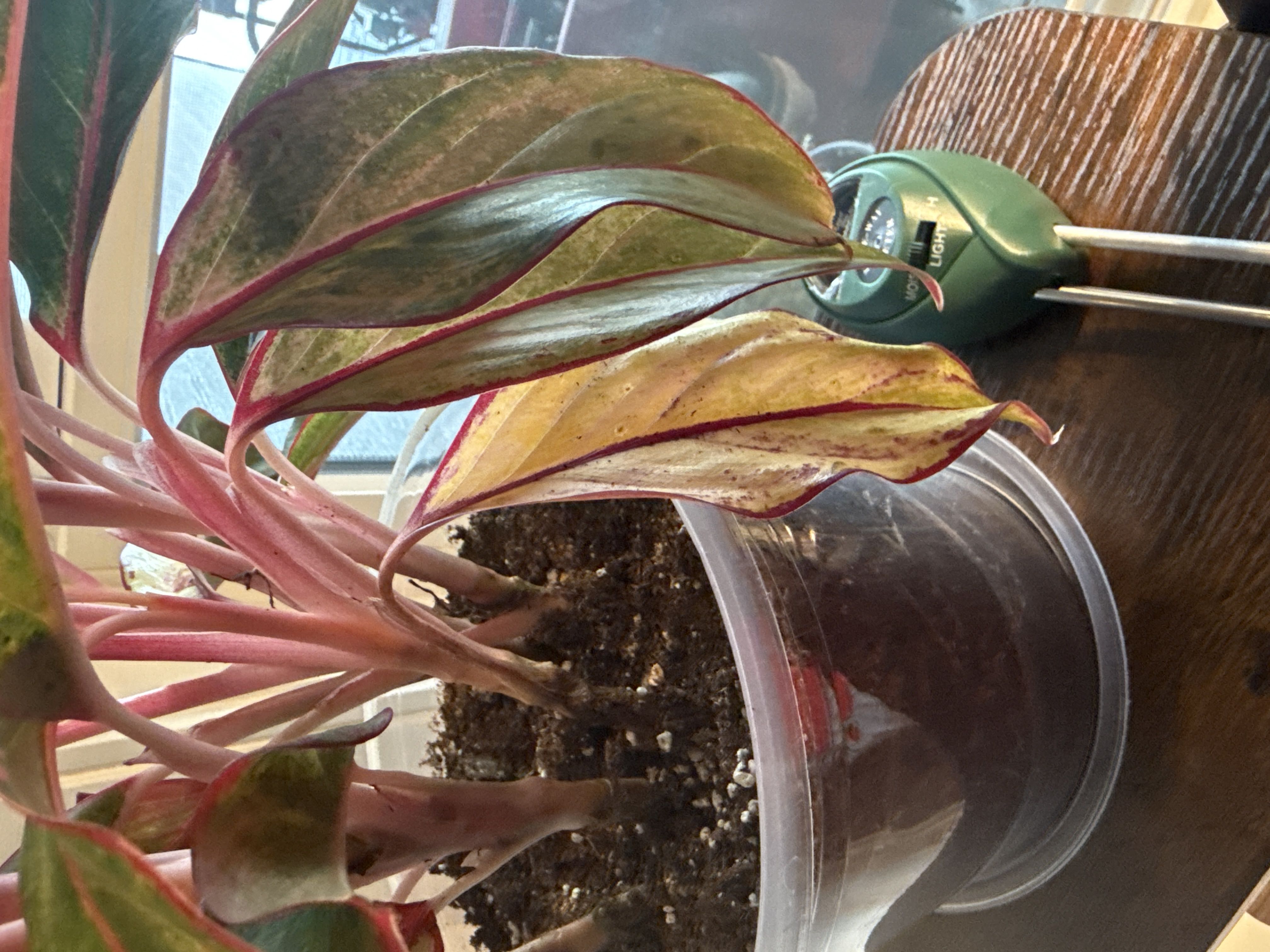 Red Siam Aurora Aglaonema Care 101: Water, Light & Growing Tips