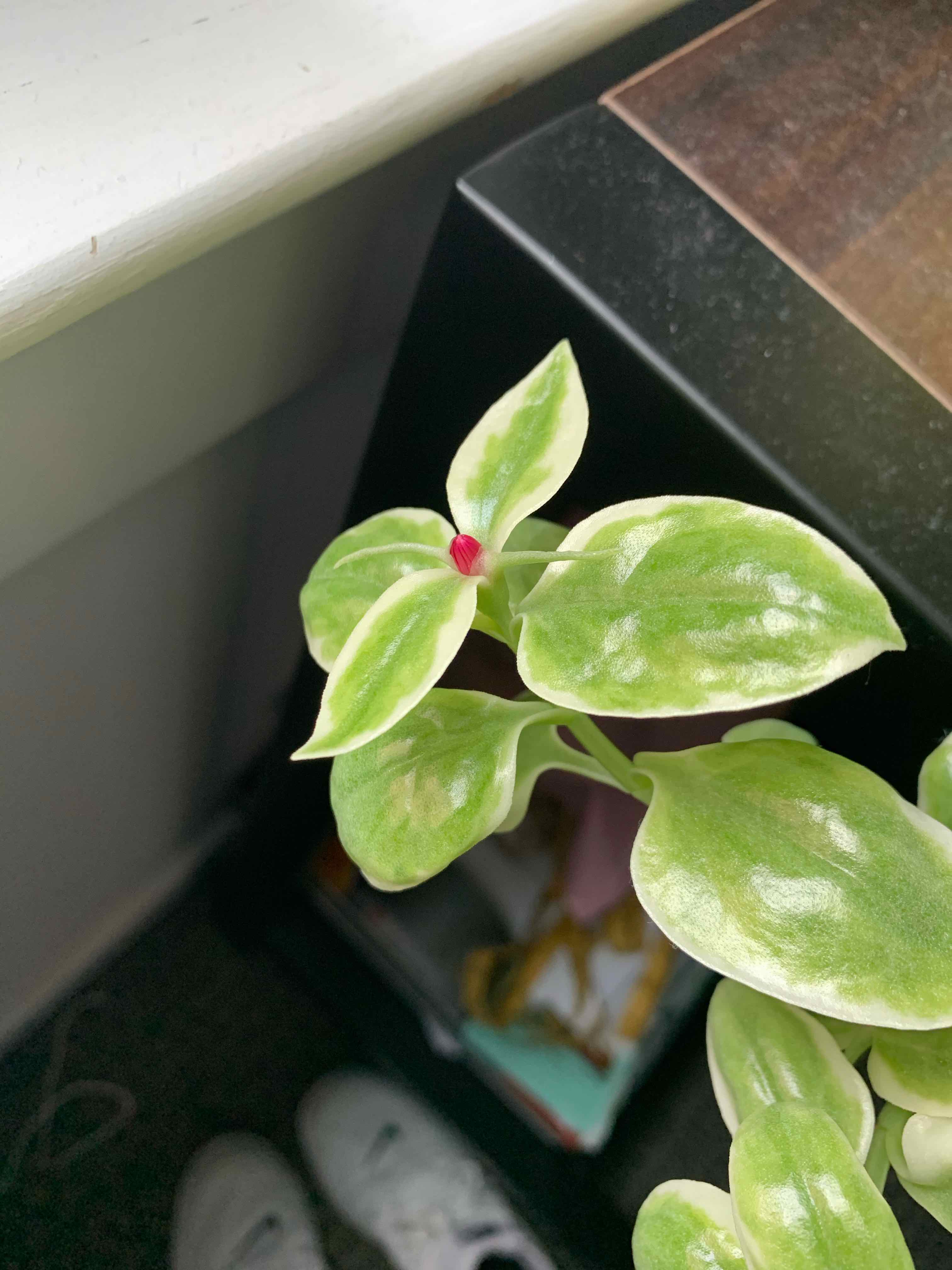 Propagating Baby Sun Rose: The Ultimate Guide