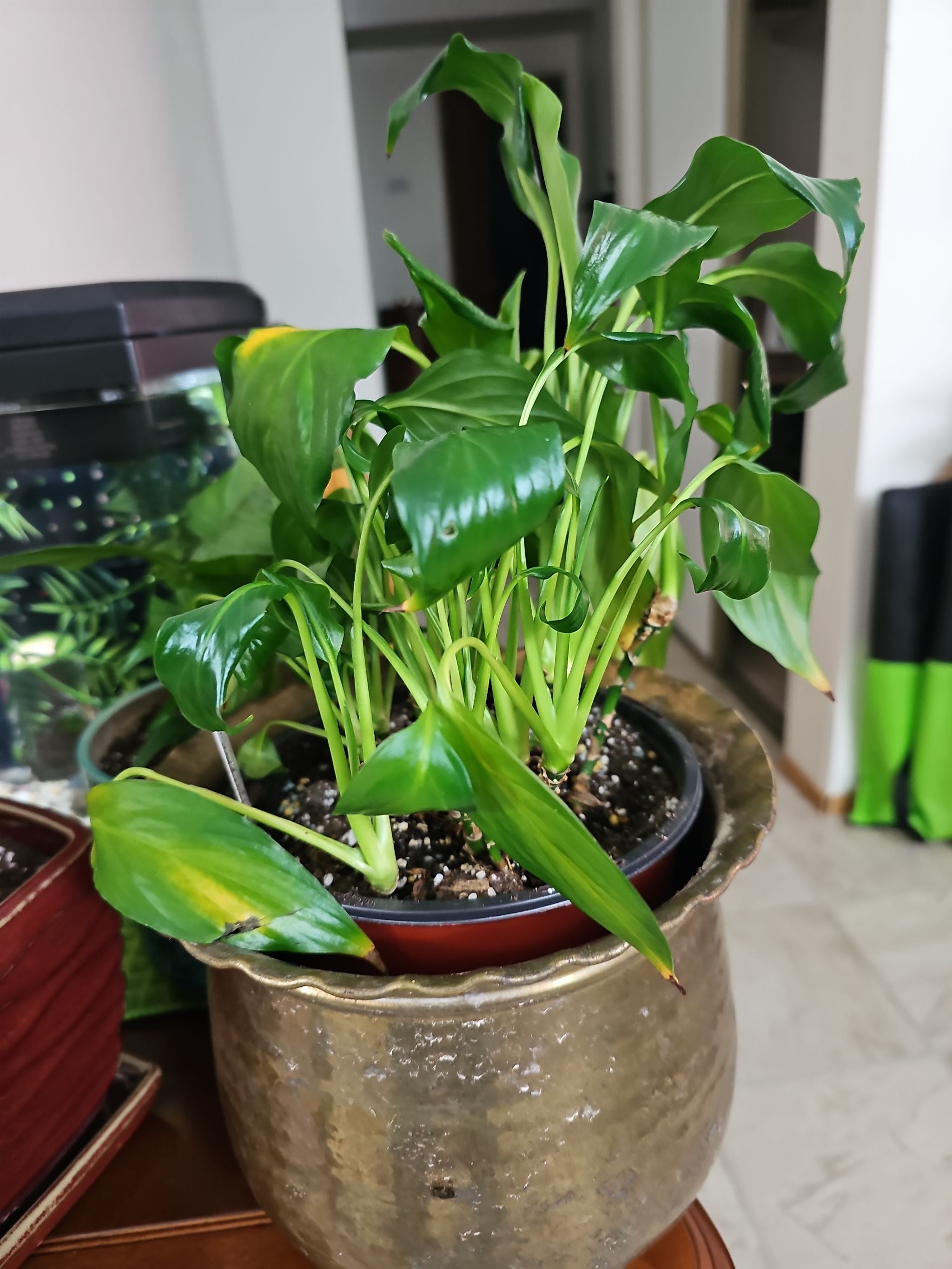 Propagating Your Calla Lily: Step-by-step Guide