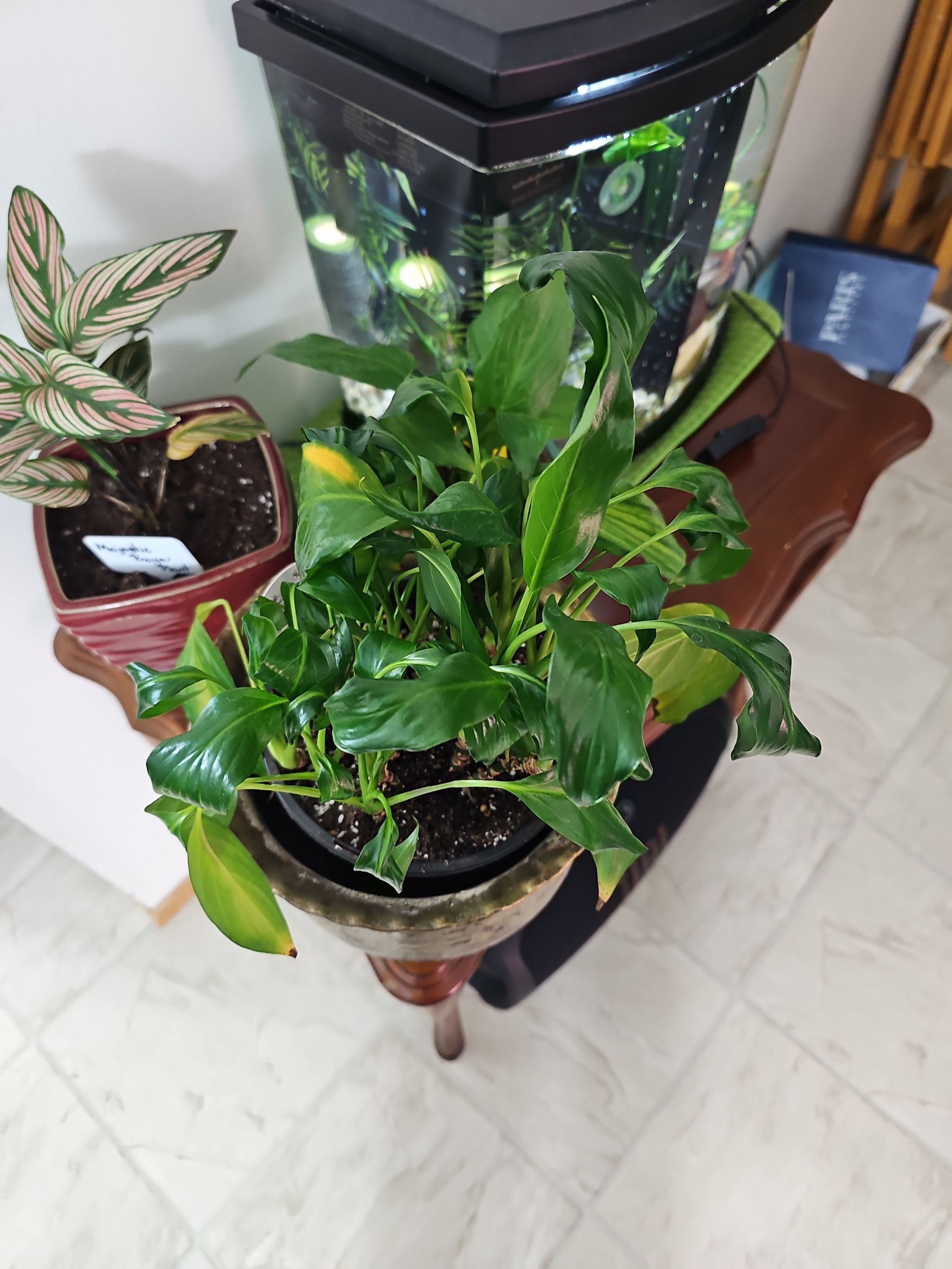 Calla Lily Growth: Height vs. Width