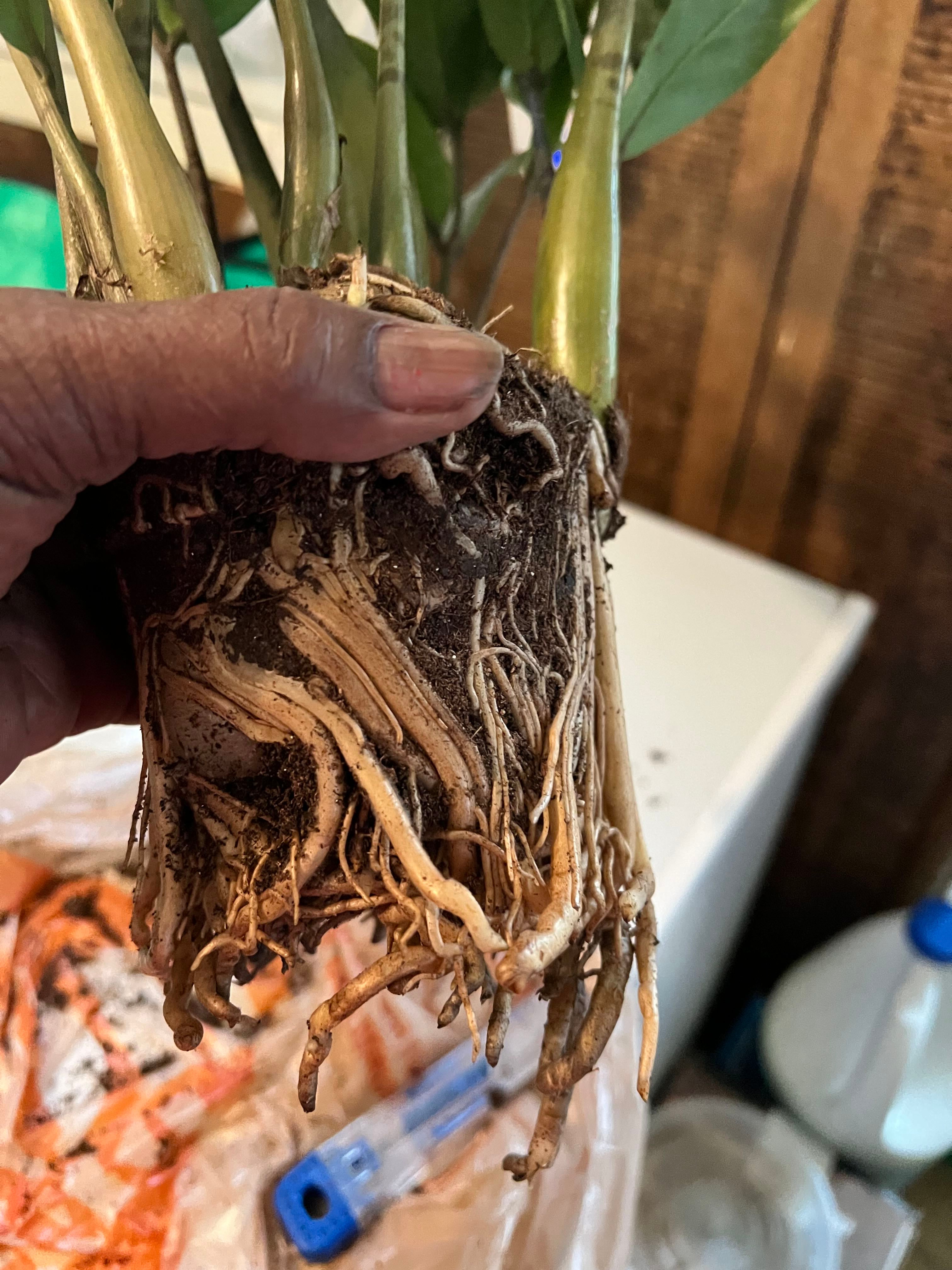 Help for ZZ root bound I got this ZZ at Home Depot, it’...