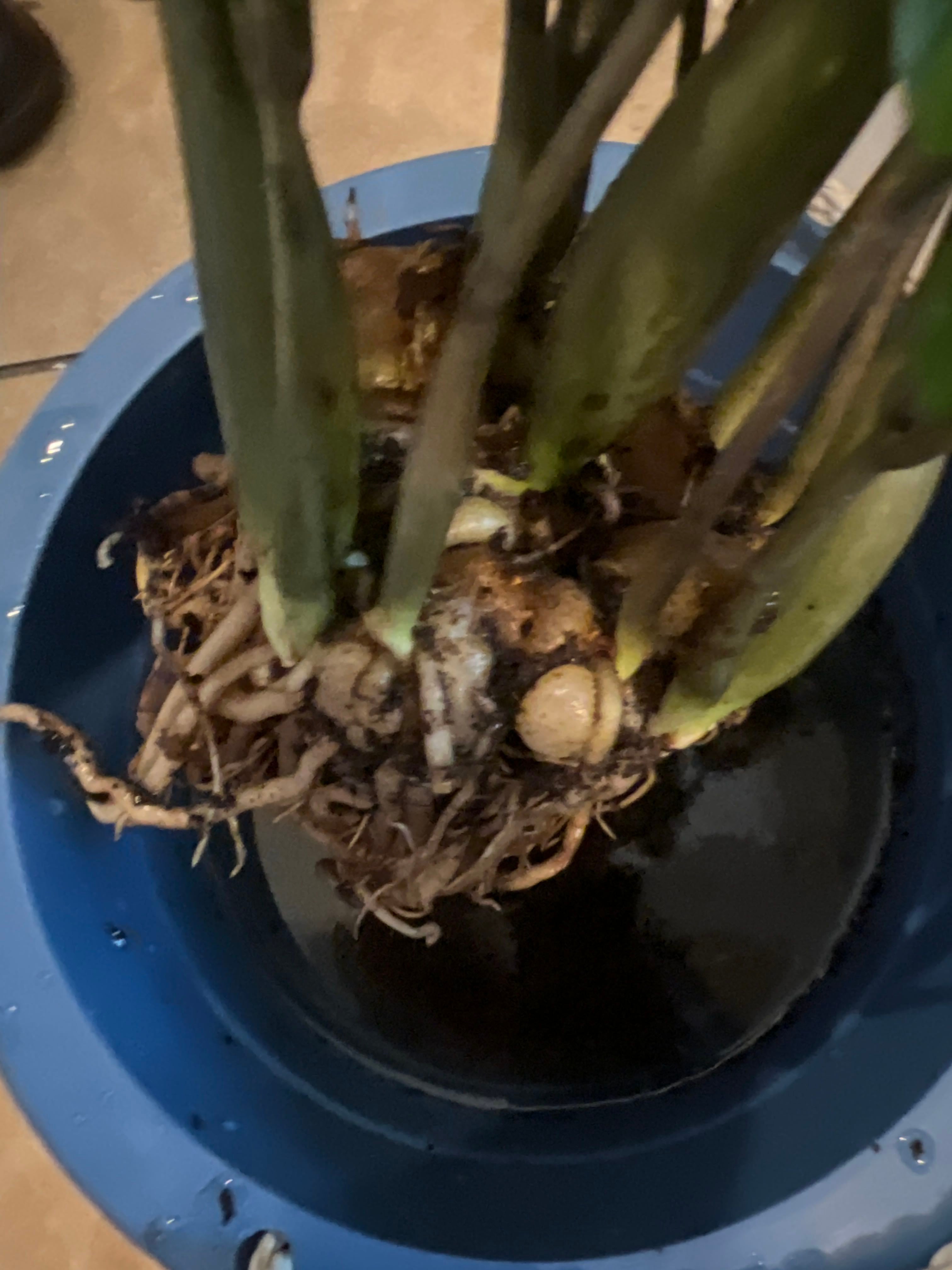 Help for ZZ root bound I got this ZZ at Home Depot, it’...